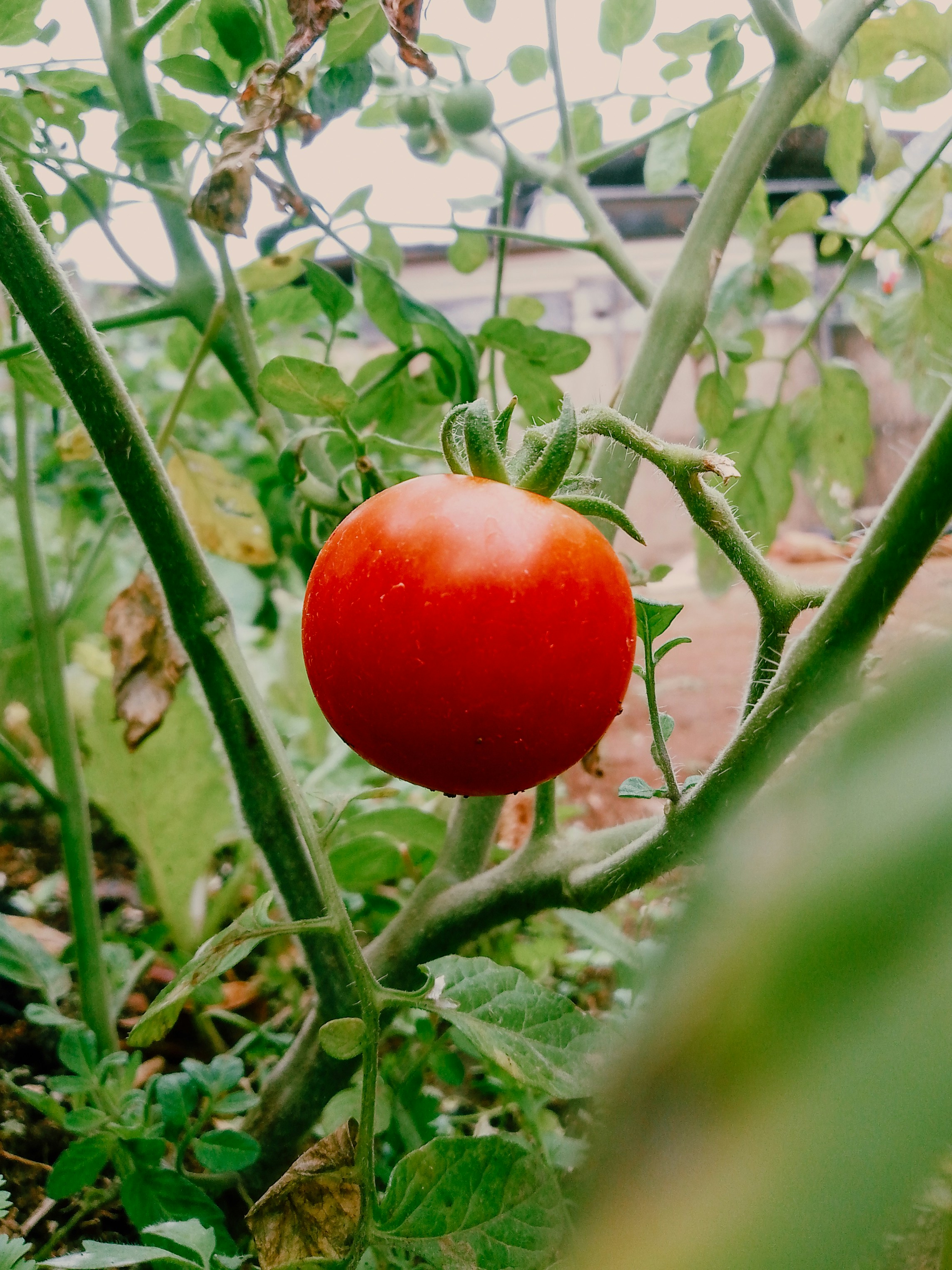 Red Tomato in Focus: A Central Fruit on a Lush Green Vine