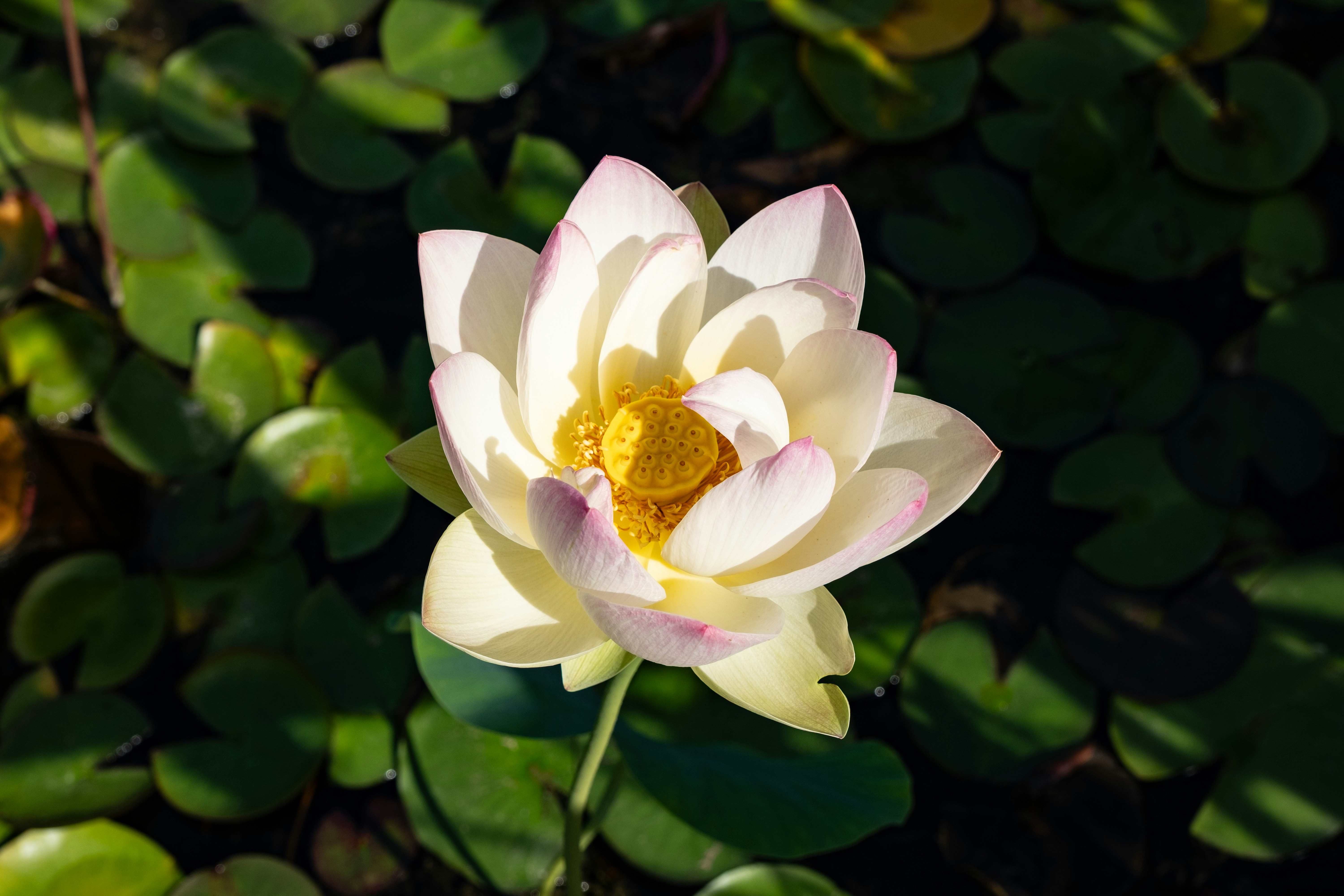 Center Bloom: A Cream-Petaled Lotus Reaches Toward Light
