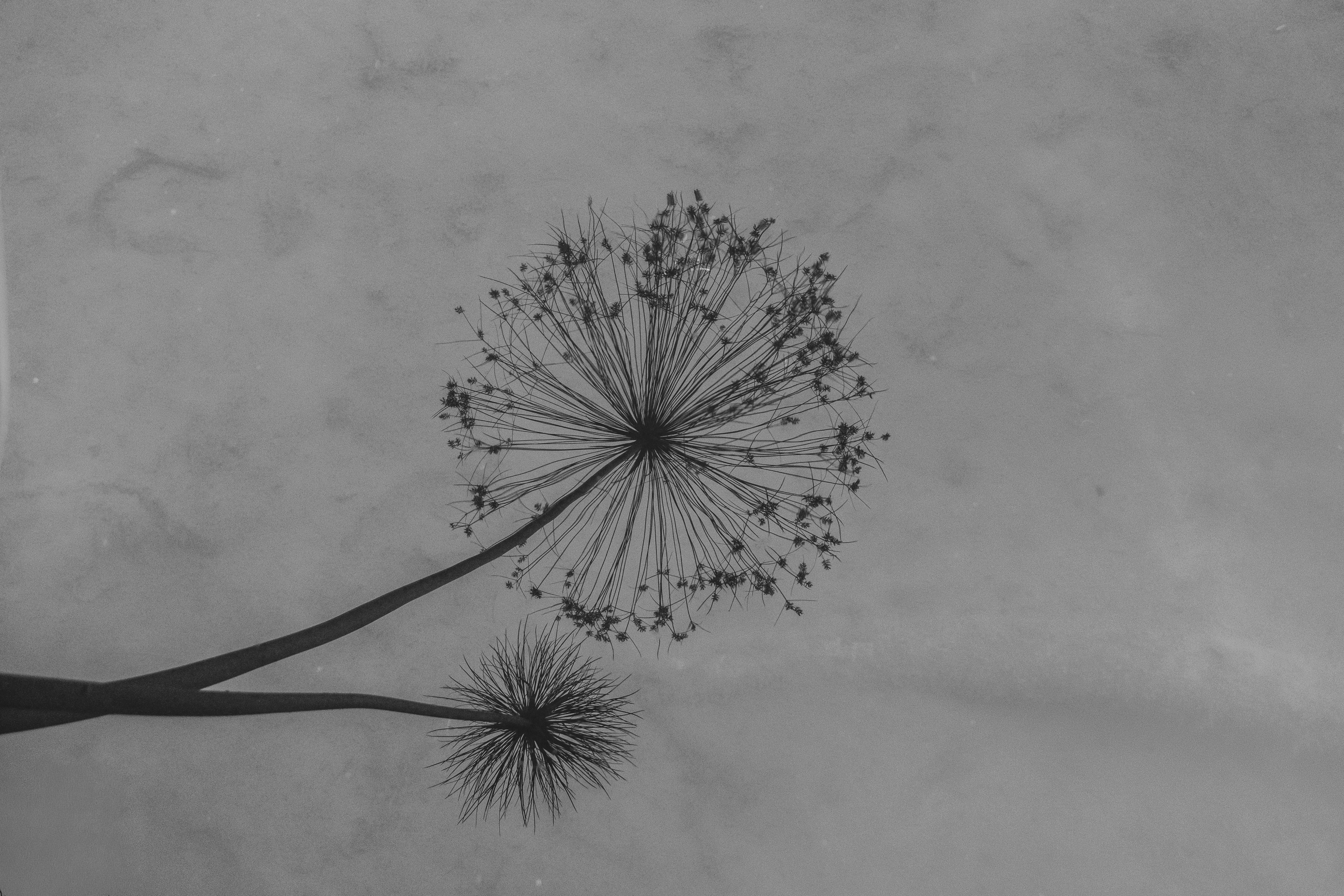 Quiescent Seedhead Ballet Against a Grainy Sky