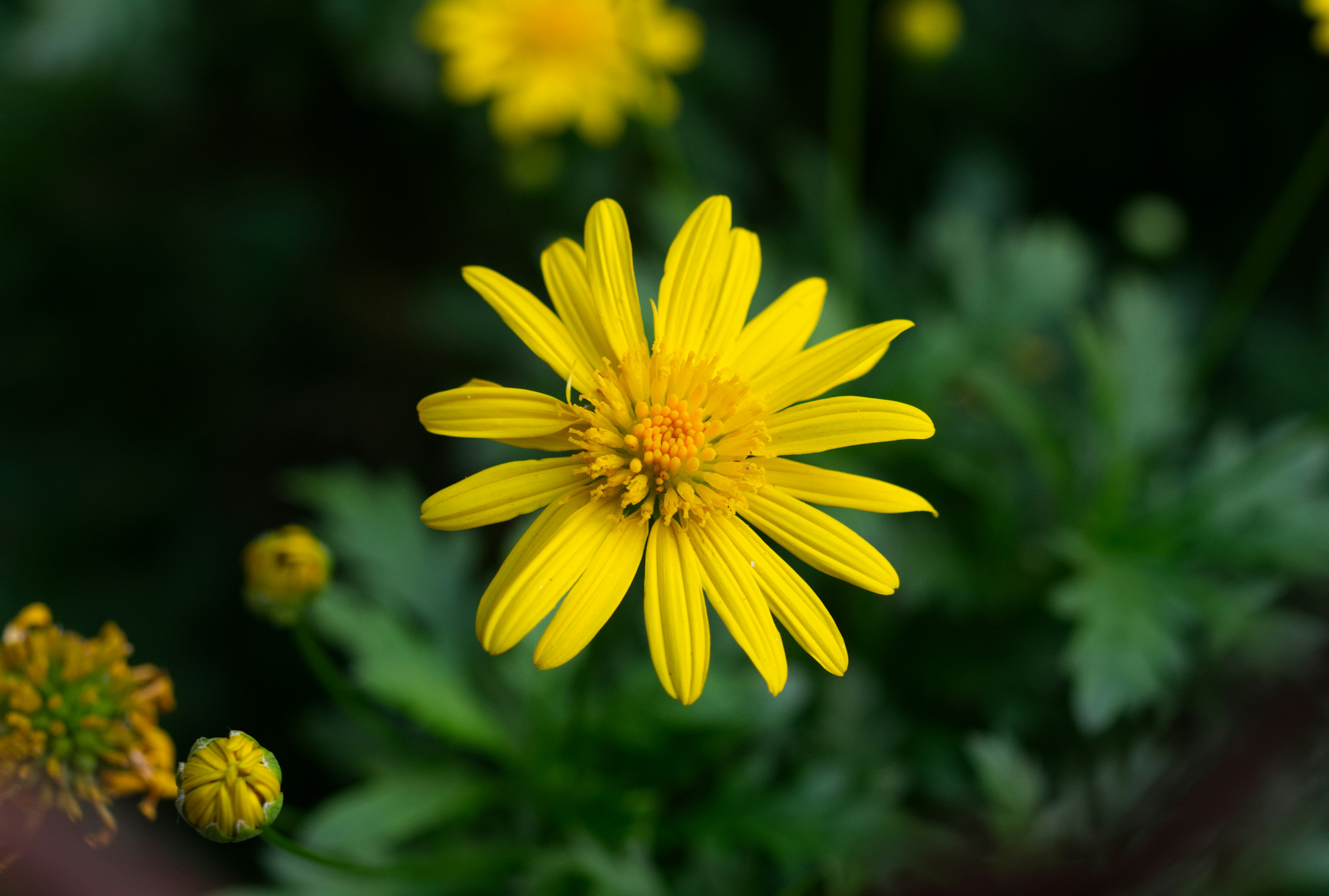 Sunlit Yellow Bloom Centerstage in a Quiet Garden