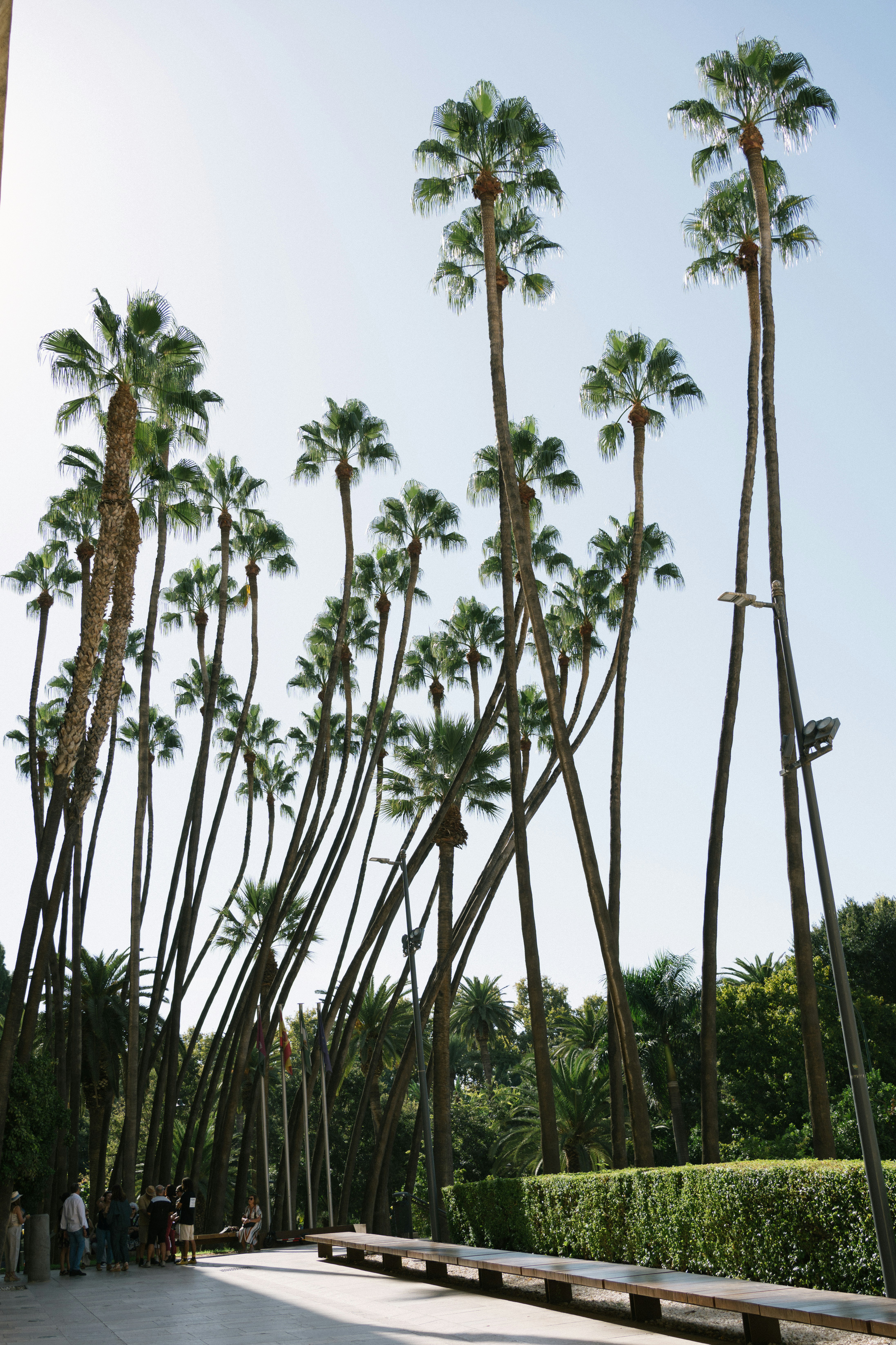 Emerging Aerial Garden: Leaning Palms Reaching for Light