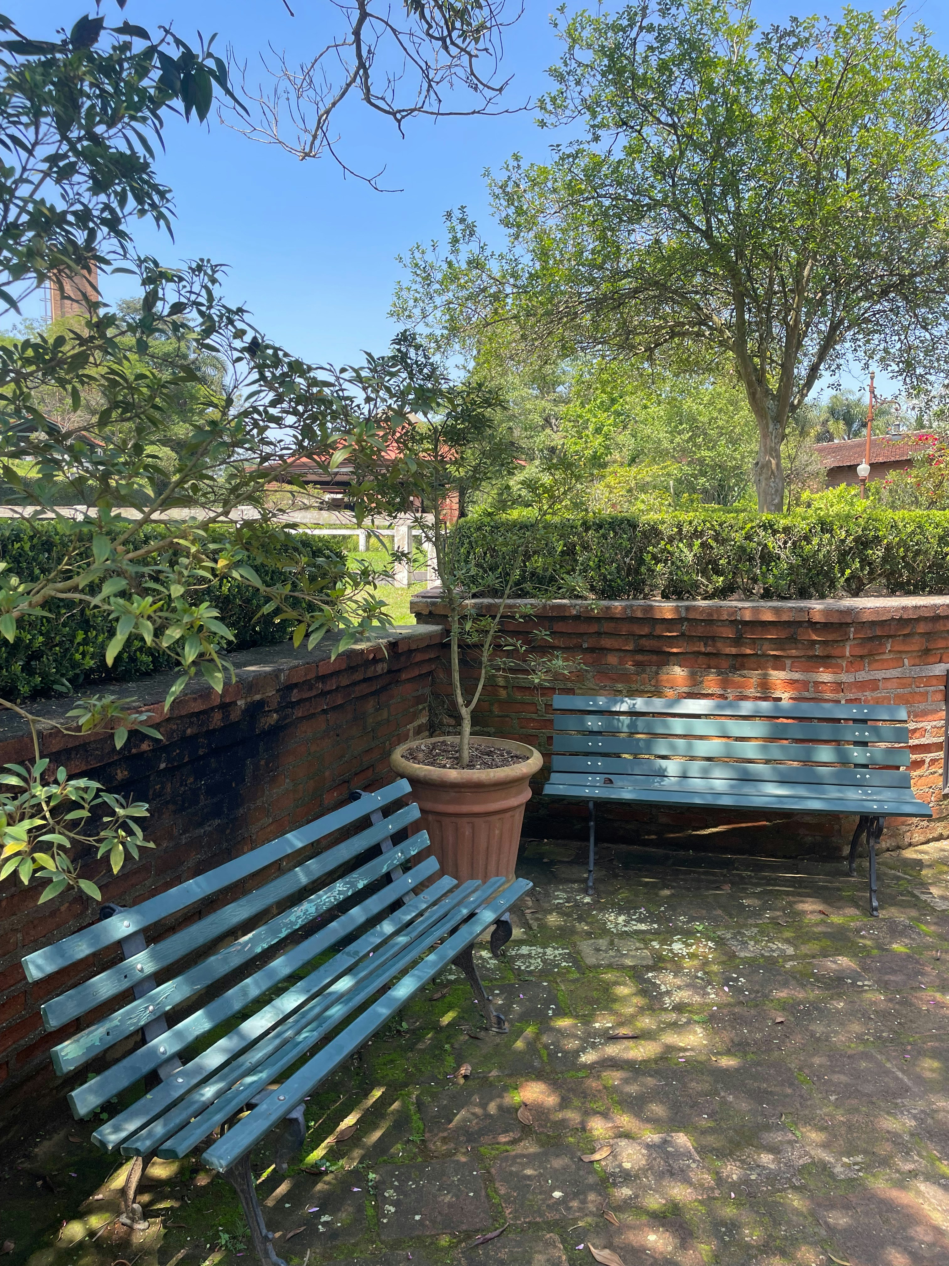 Sunlit garden seating with blue metal benches, a tall potted plant, and a brick wall framed by trimmed hedges and trees.