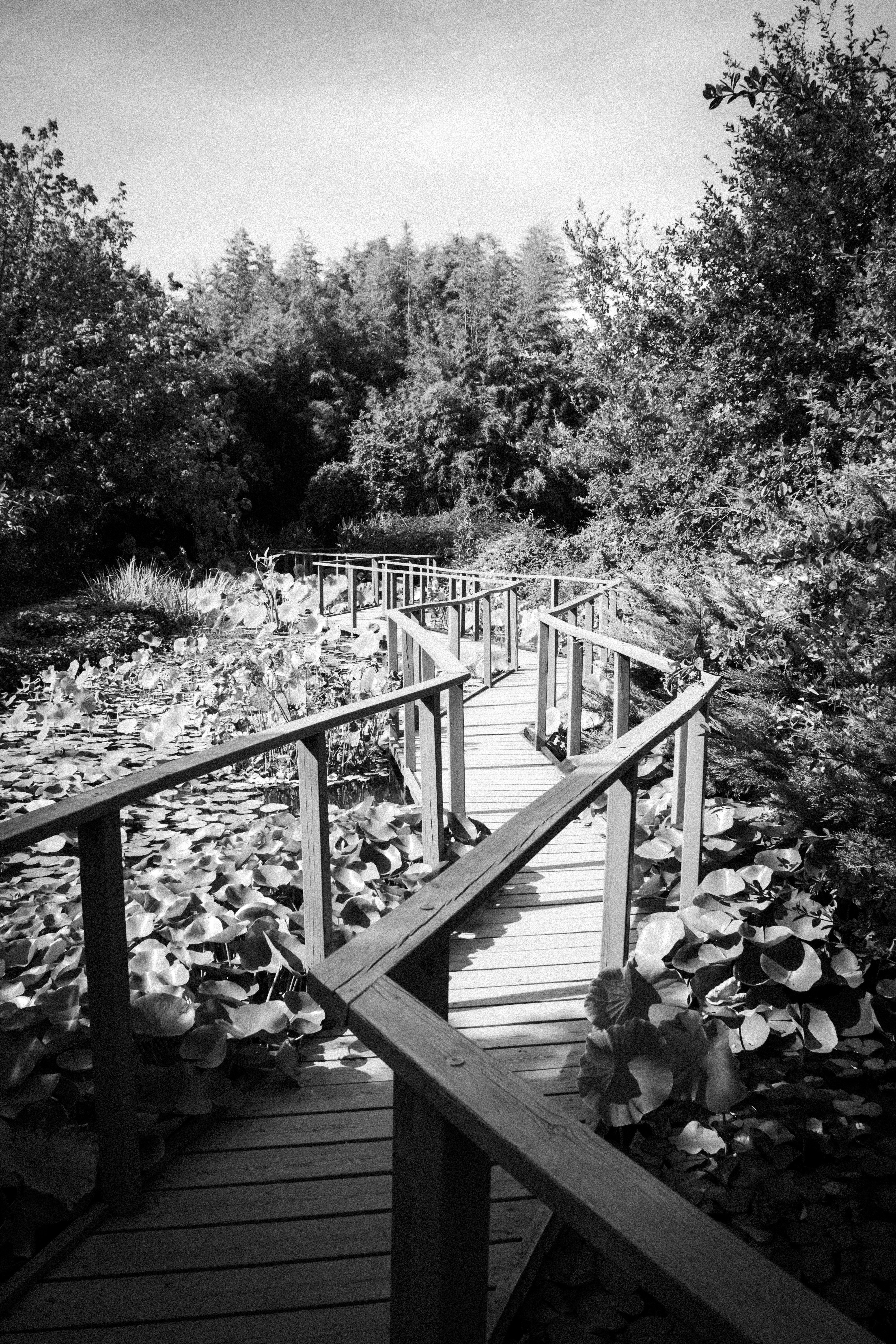 Moonlit Boardwalk Through Reeds