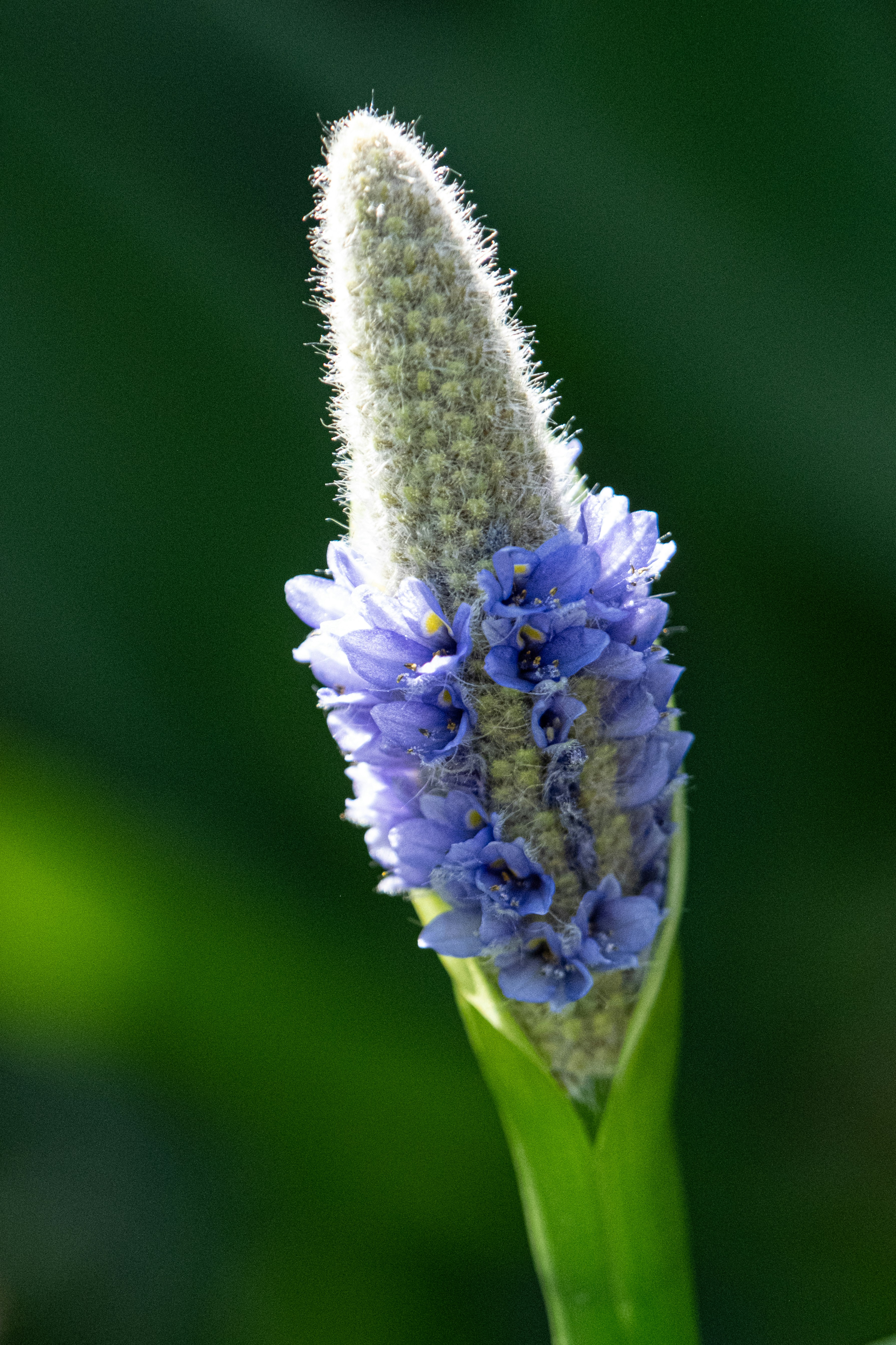 Lip of Lavender: A Close-Up Bloom Emerges in Soft Sun