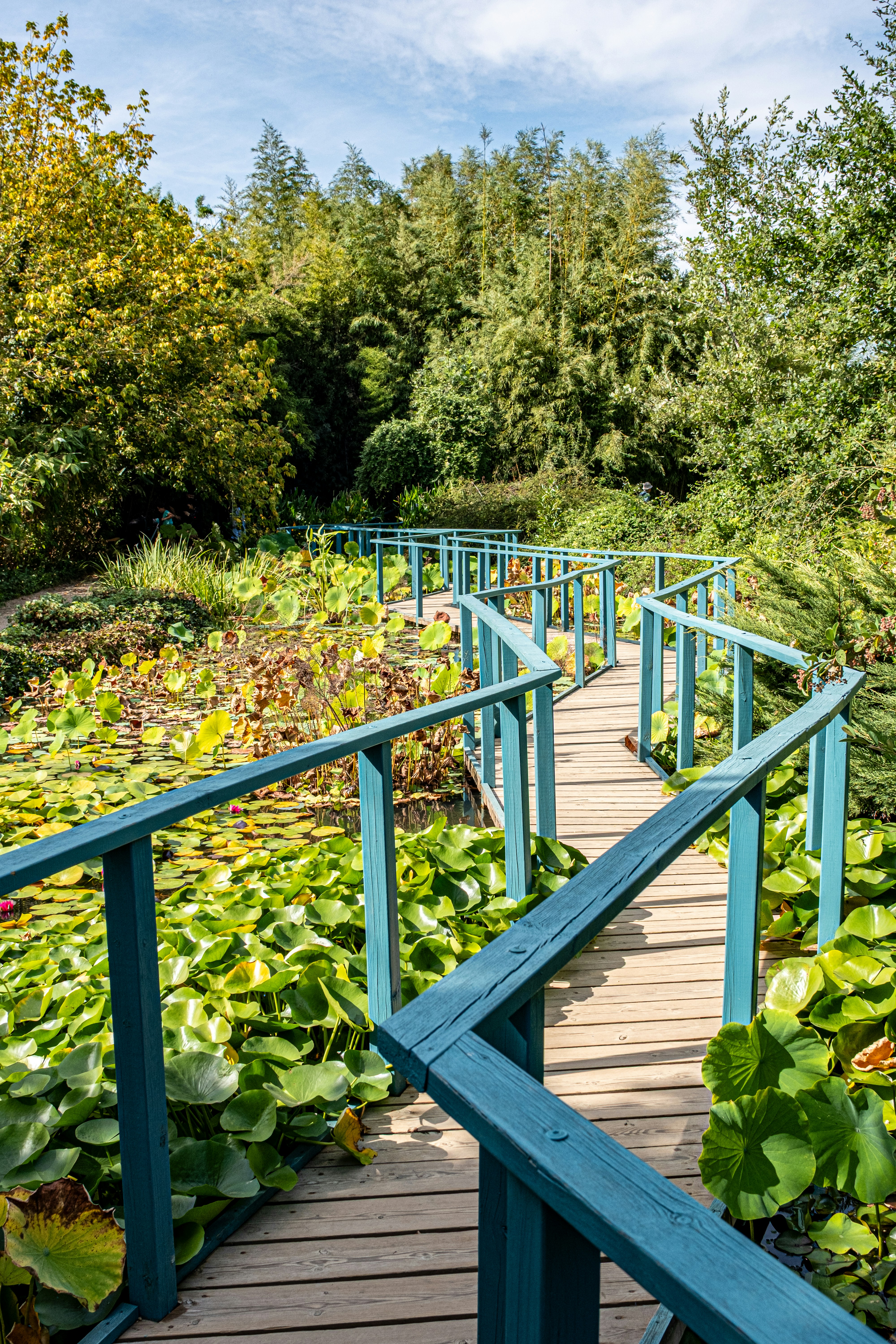 Azure Walkway Through a Lush Water-Nature Path