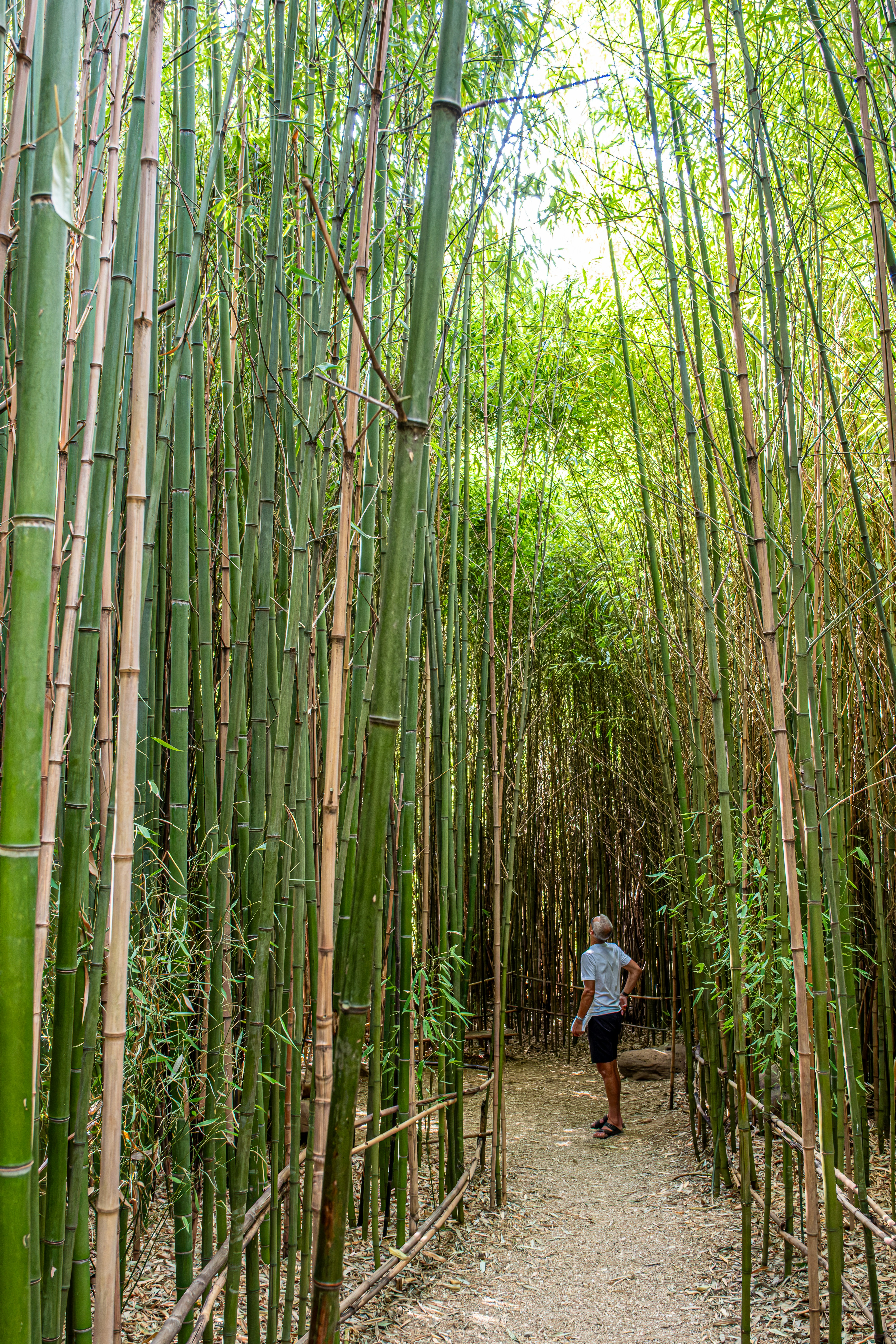 Path Through the Bamboo Corridor