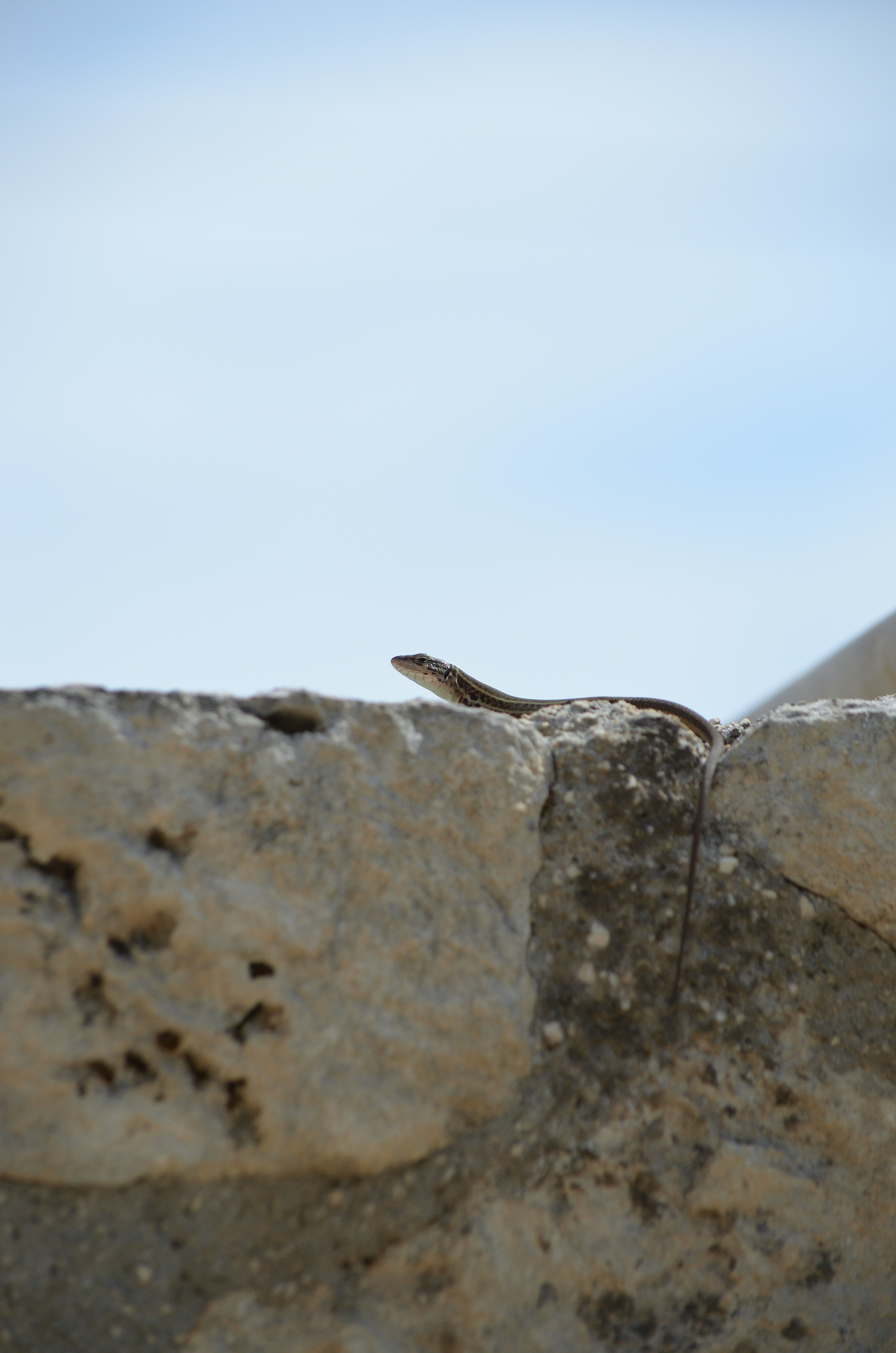 Ridge-top Snake: A Quiet Moment on Weathered Stone