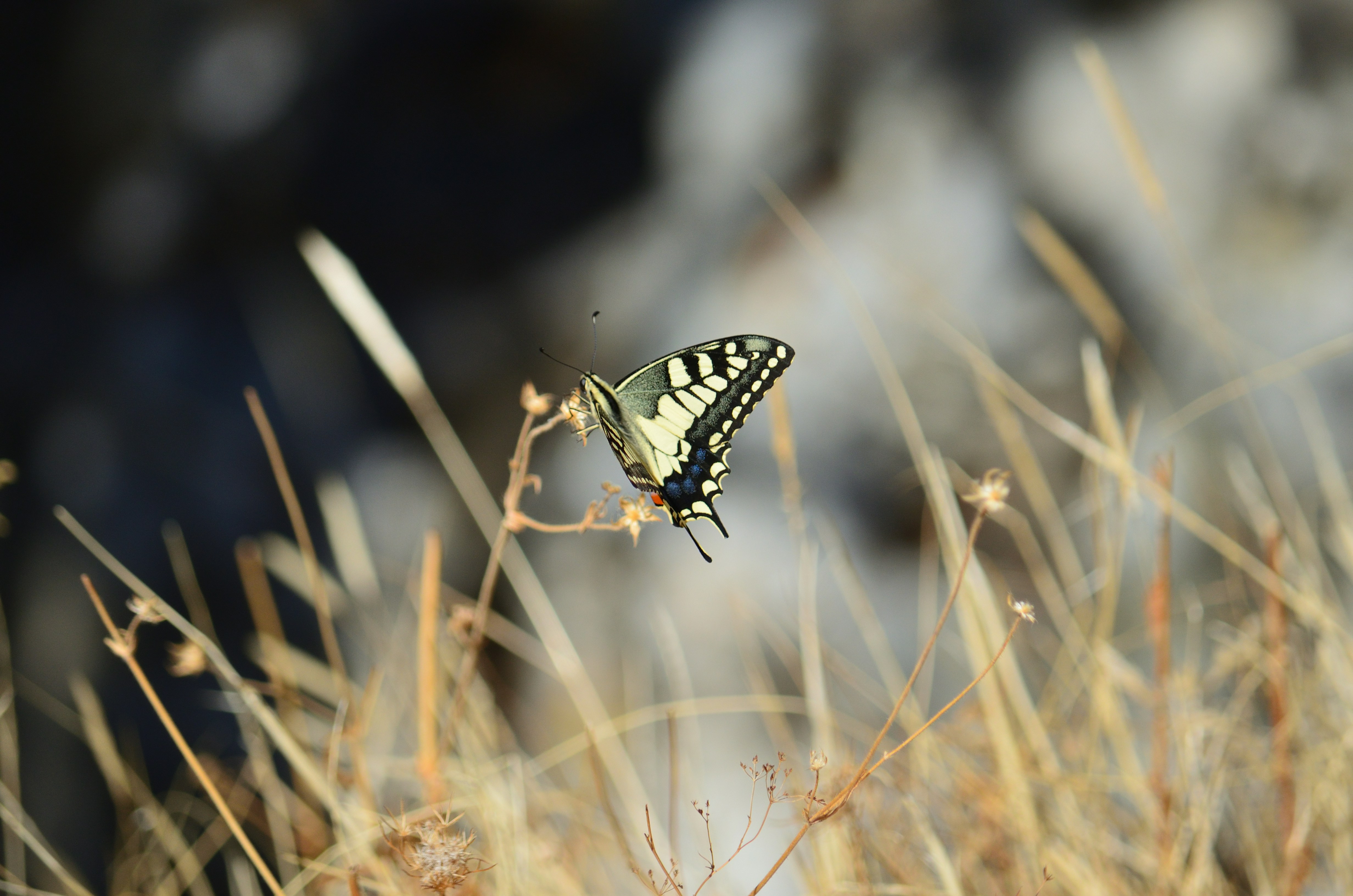 Delicate Monarch in a Field of Dry Golden Grasses