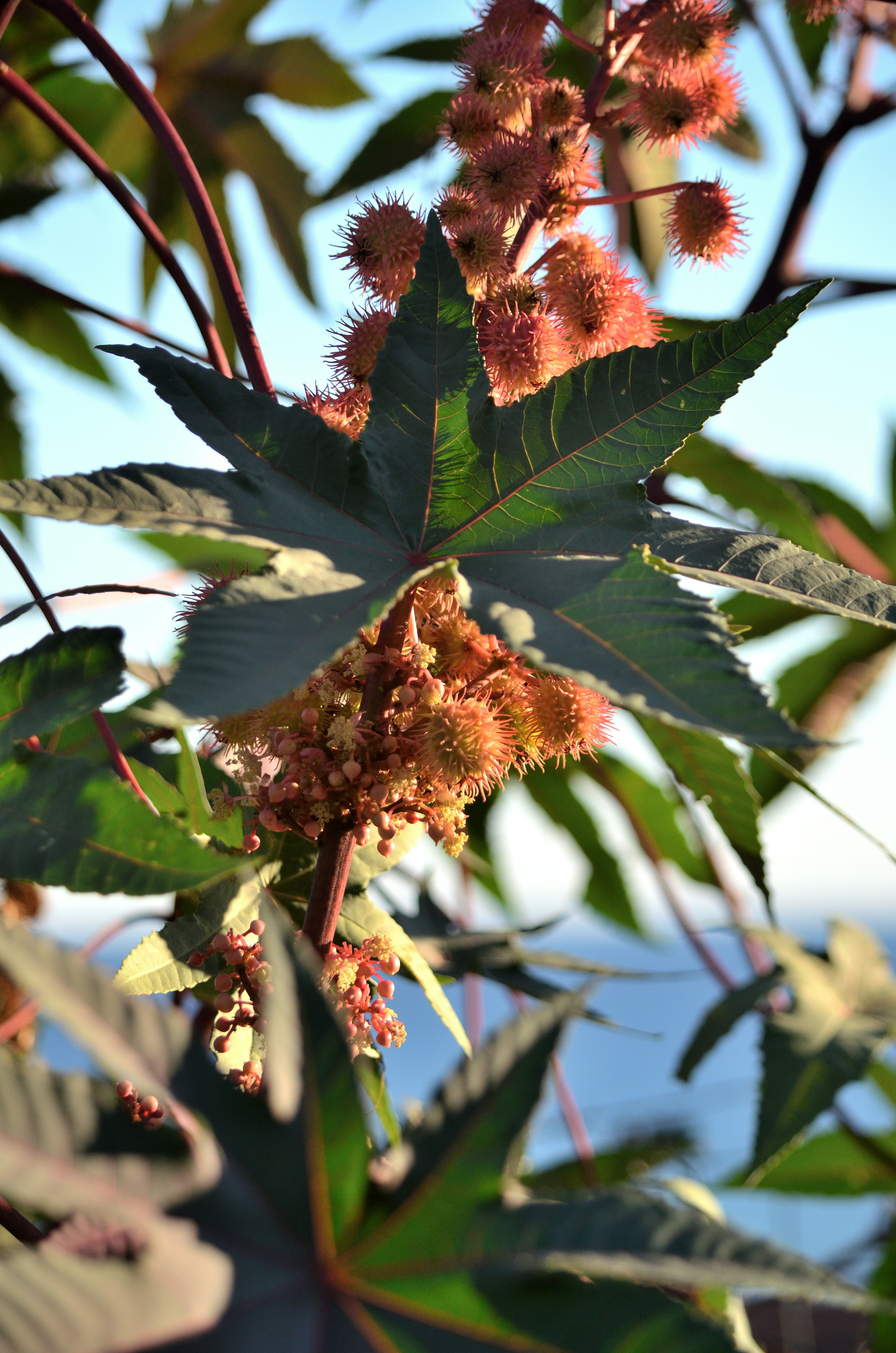 Sunlit Plumes: Golden Puffs on a Crimson Stem