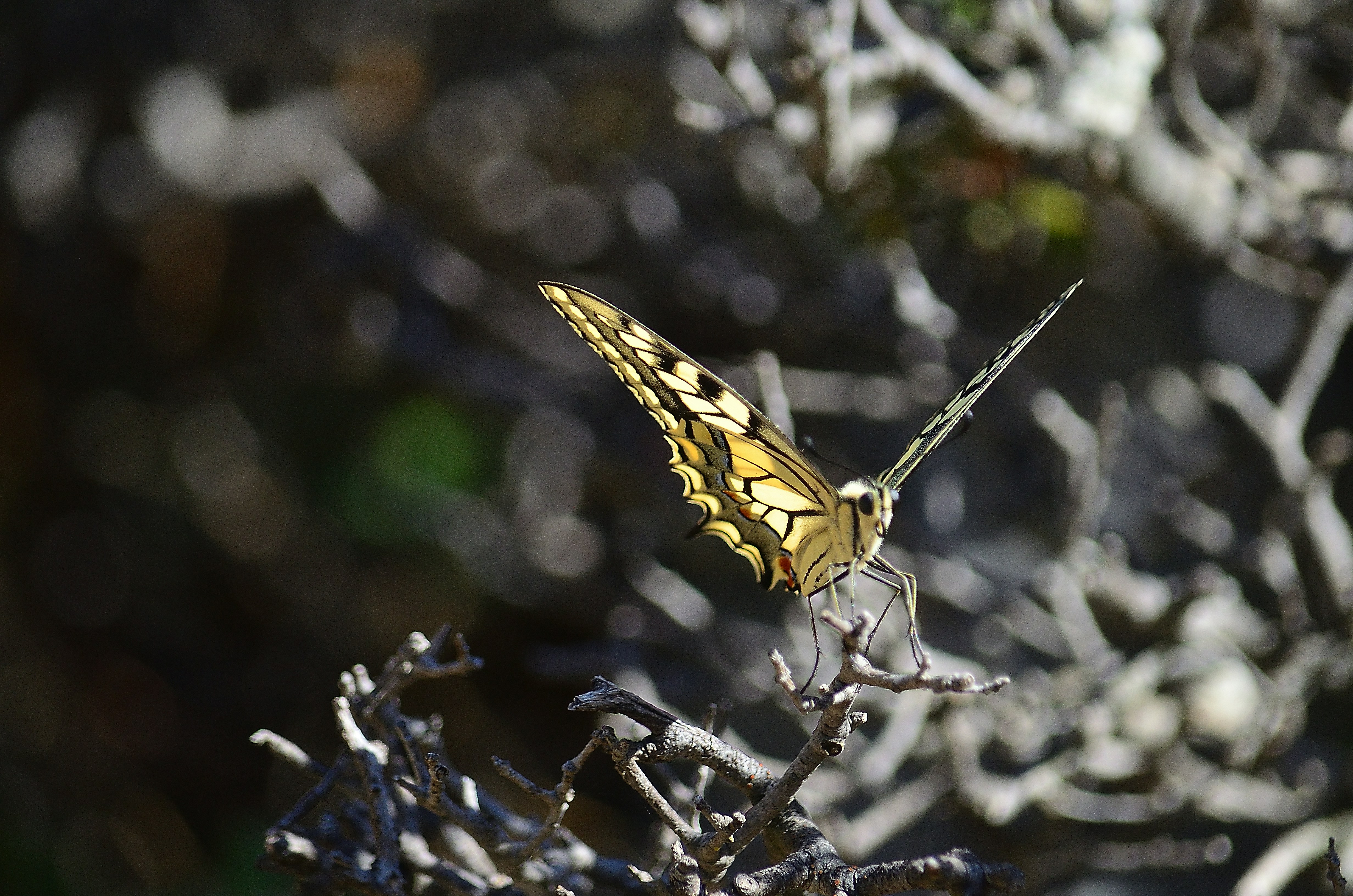 Golden wings on a weathered branch: a butterfly poised amid tangled brush
