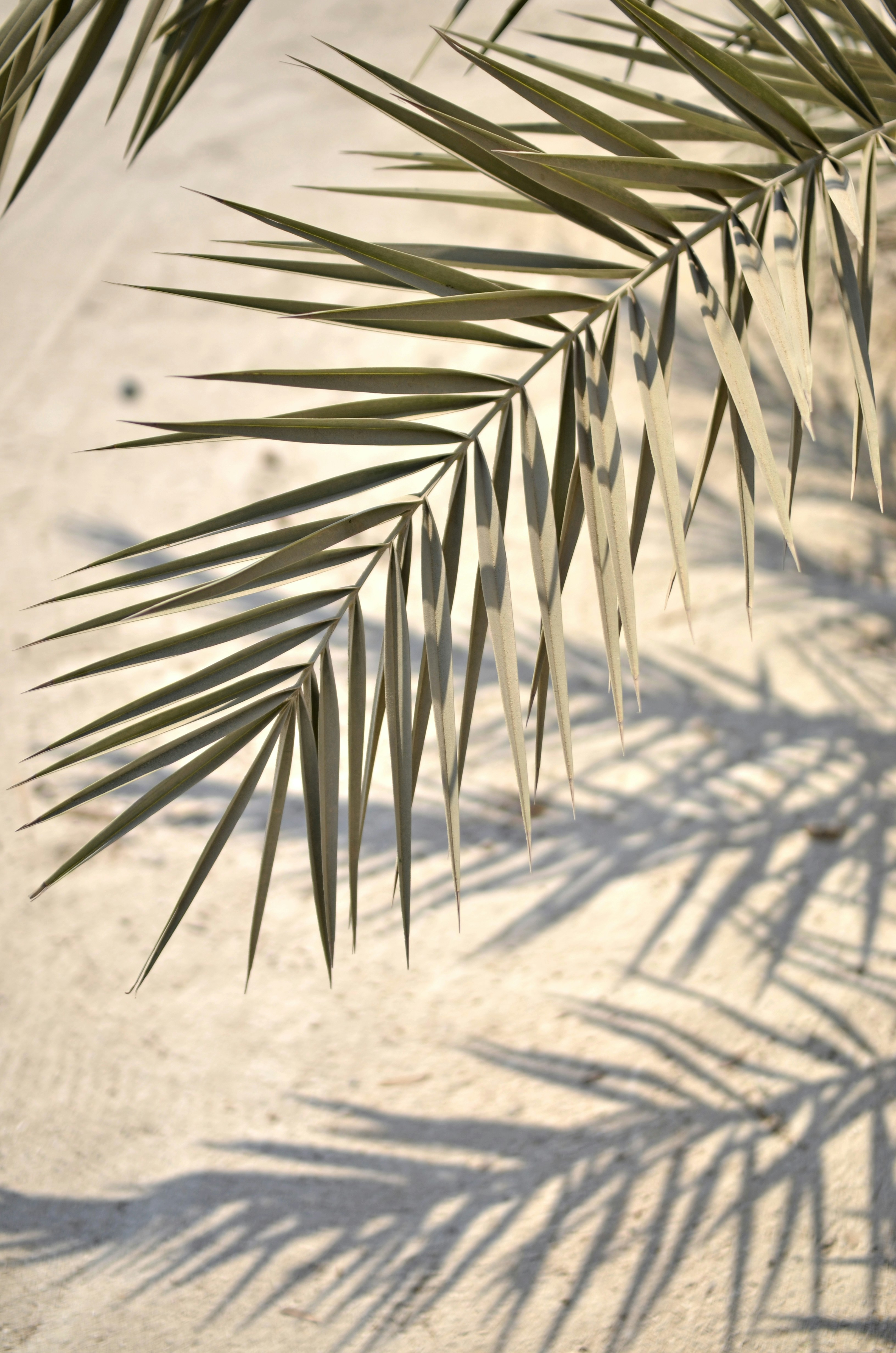 Desert Shadow: Palm Fronds Casting Linear Echoes Across Sand