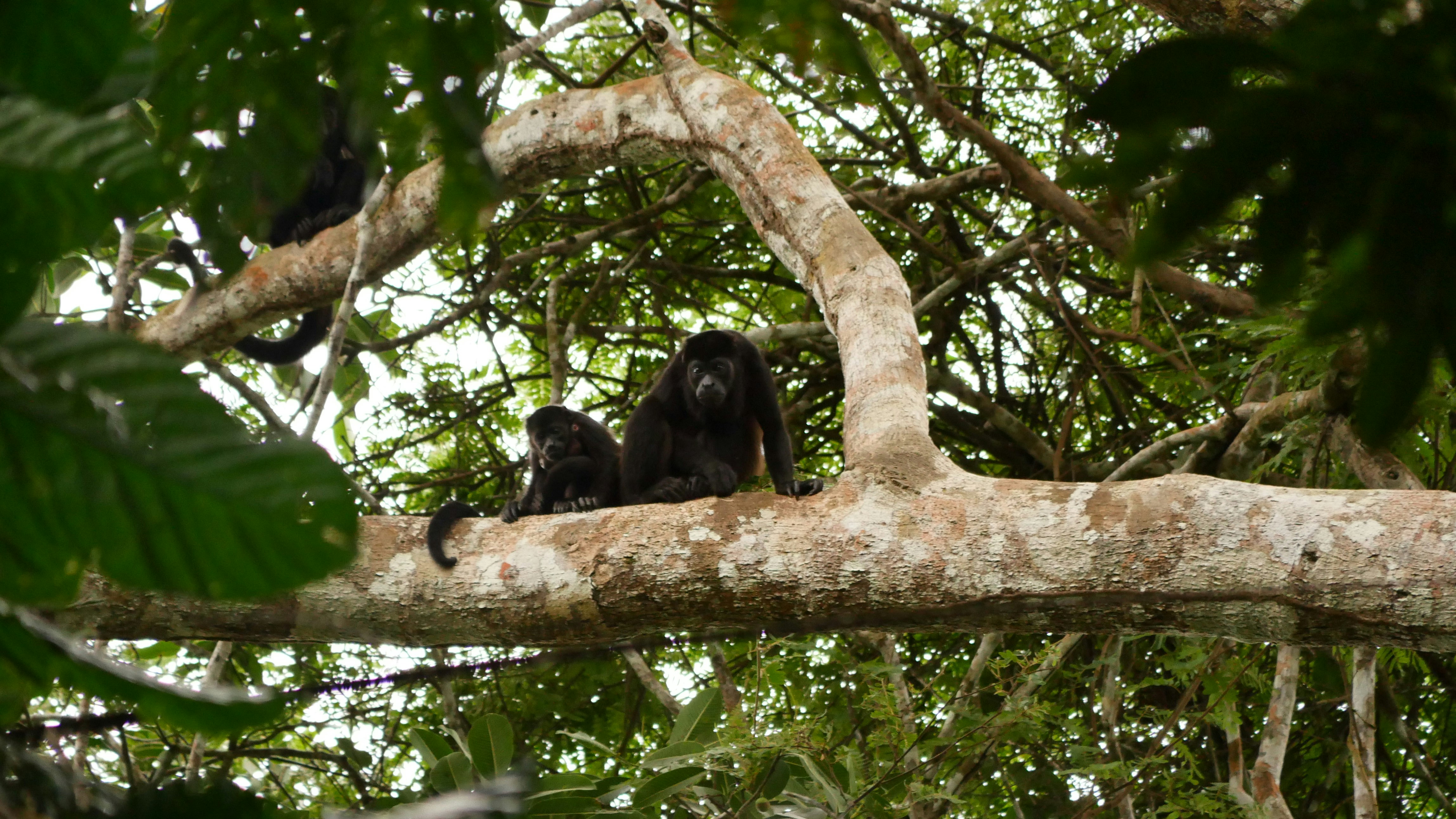 A Pair of Chimps Survey the Canopy from a Leaning Branch