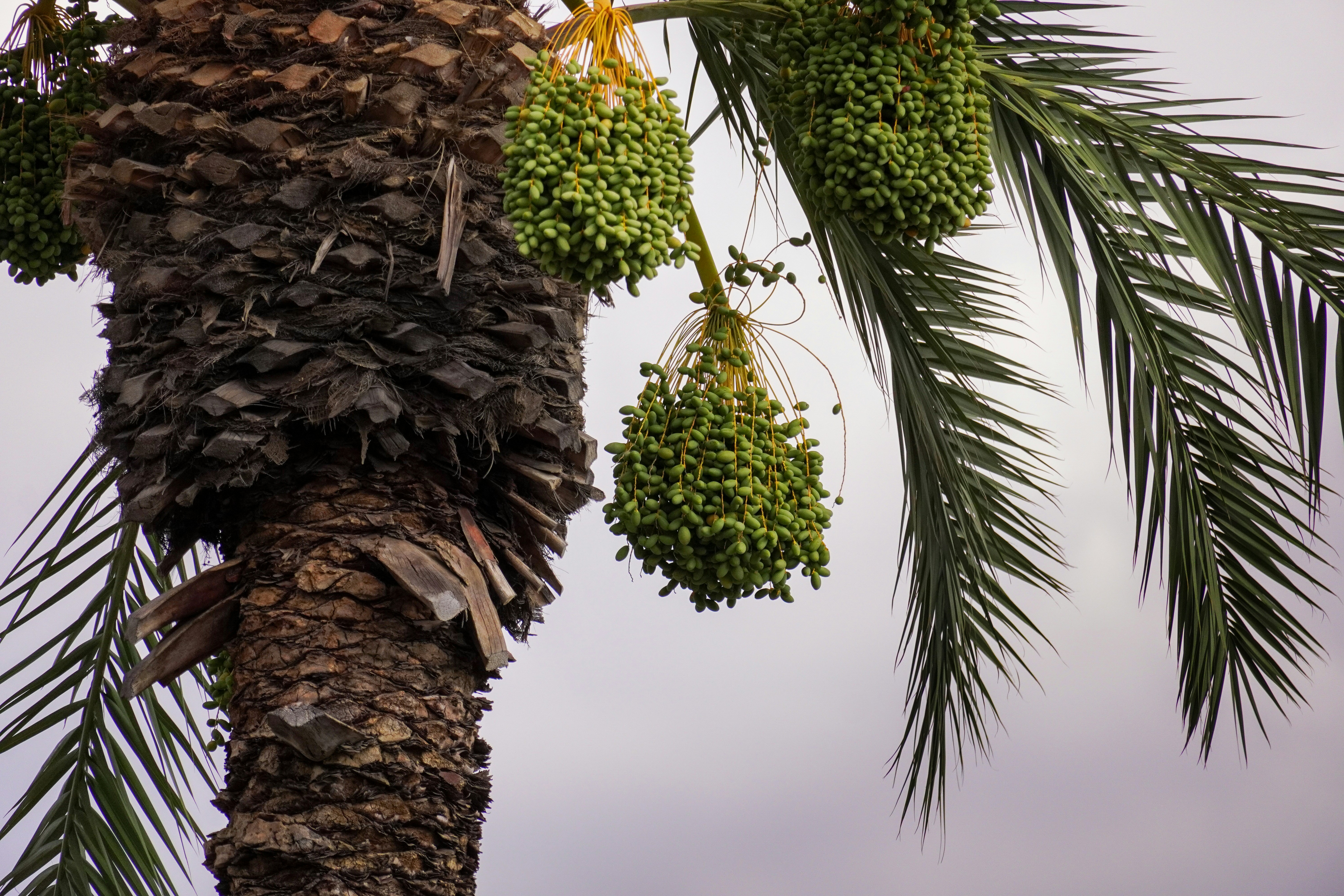 Green Bunches Under a Framing Palm