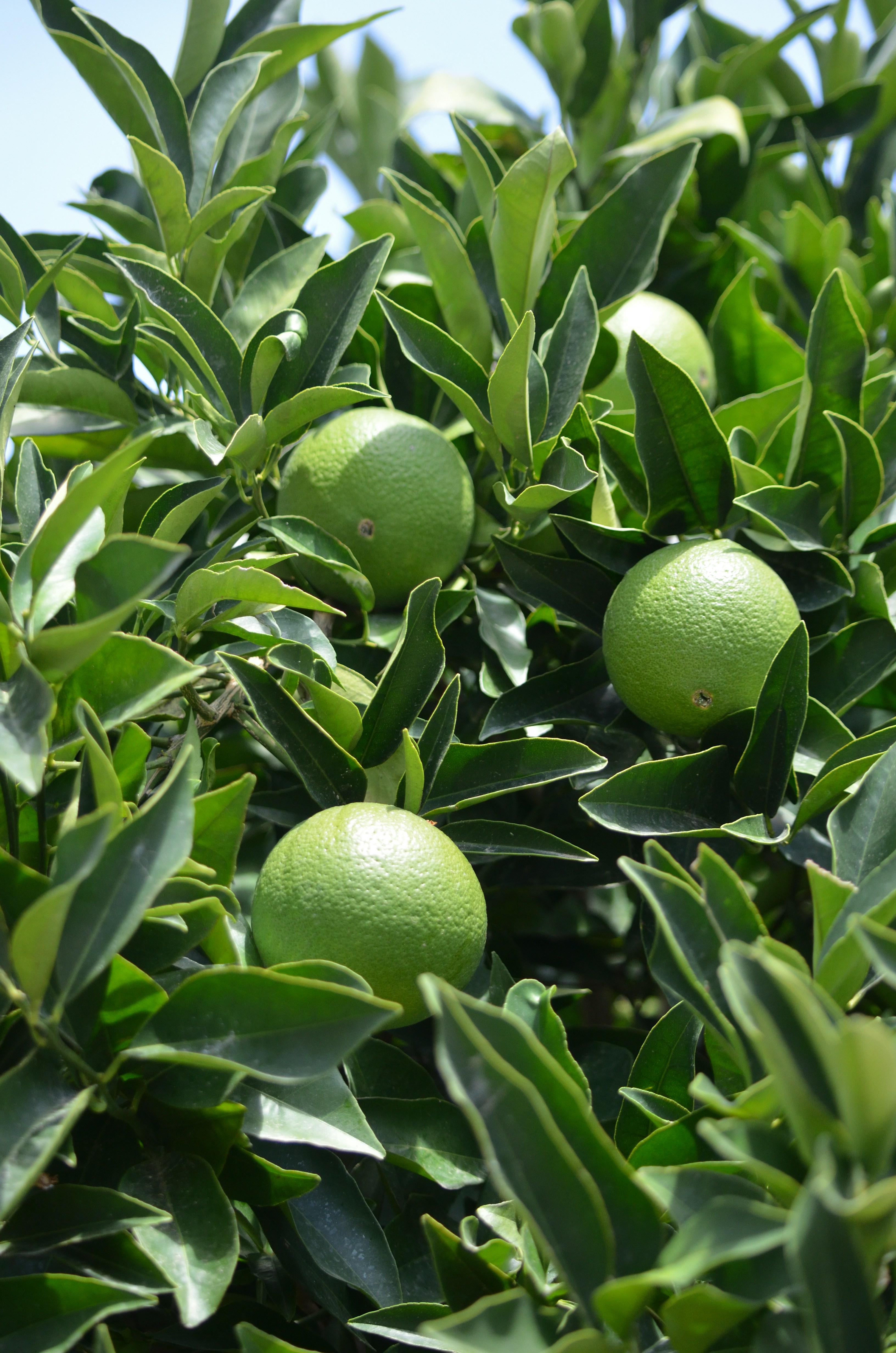 Green Oranges in Sunlit Foliage: A Citrus Clump of Life