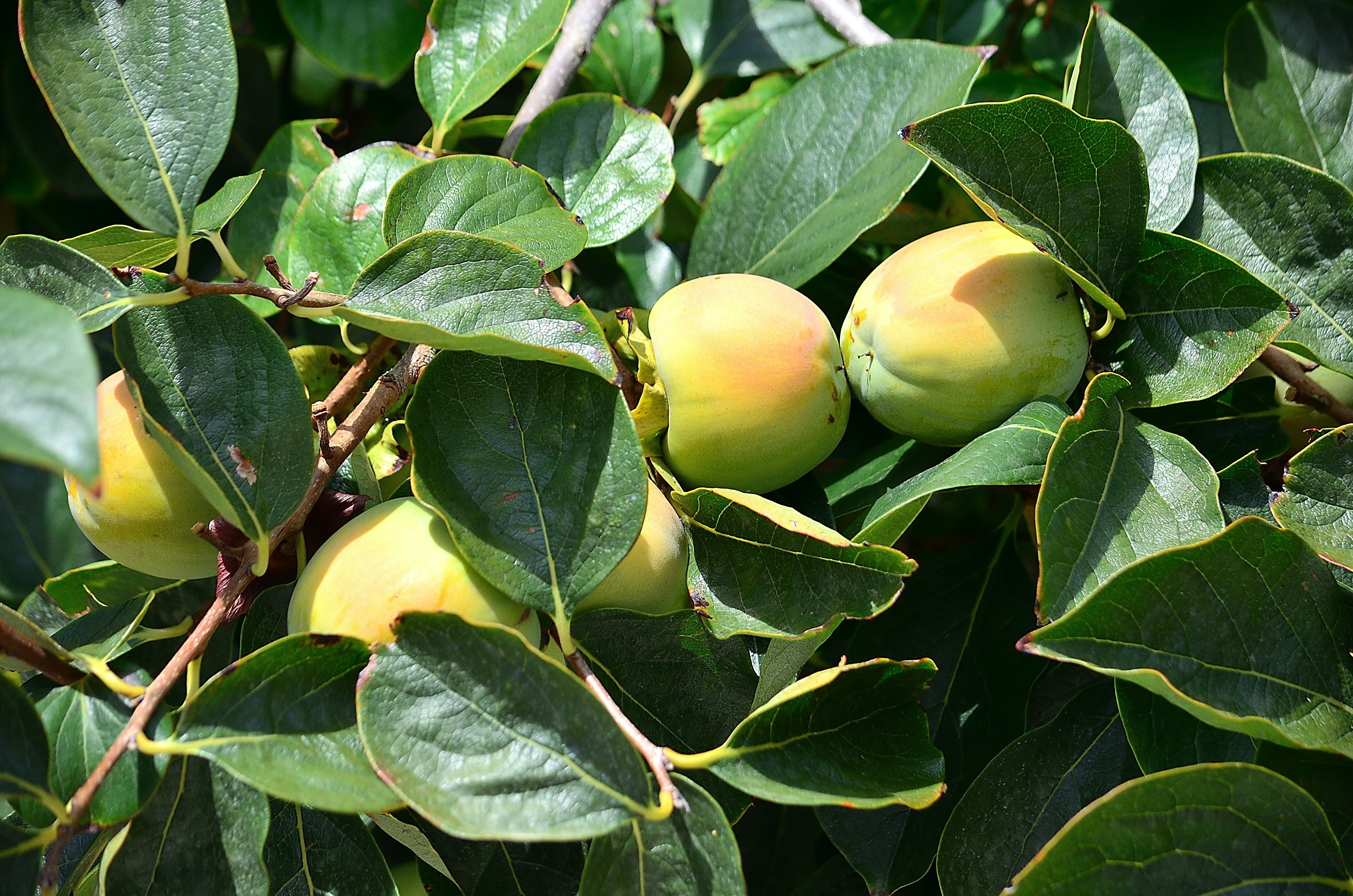 Thanks to AI, I think this is a Diospyros kaki (Japanese persimmon growing in Greece.