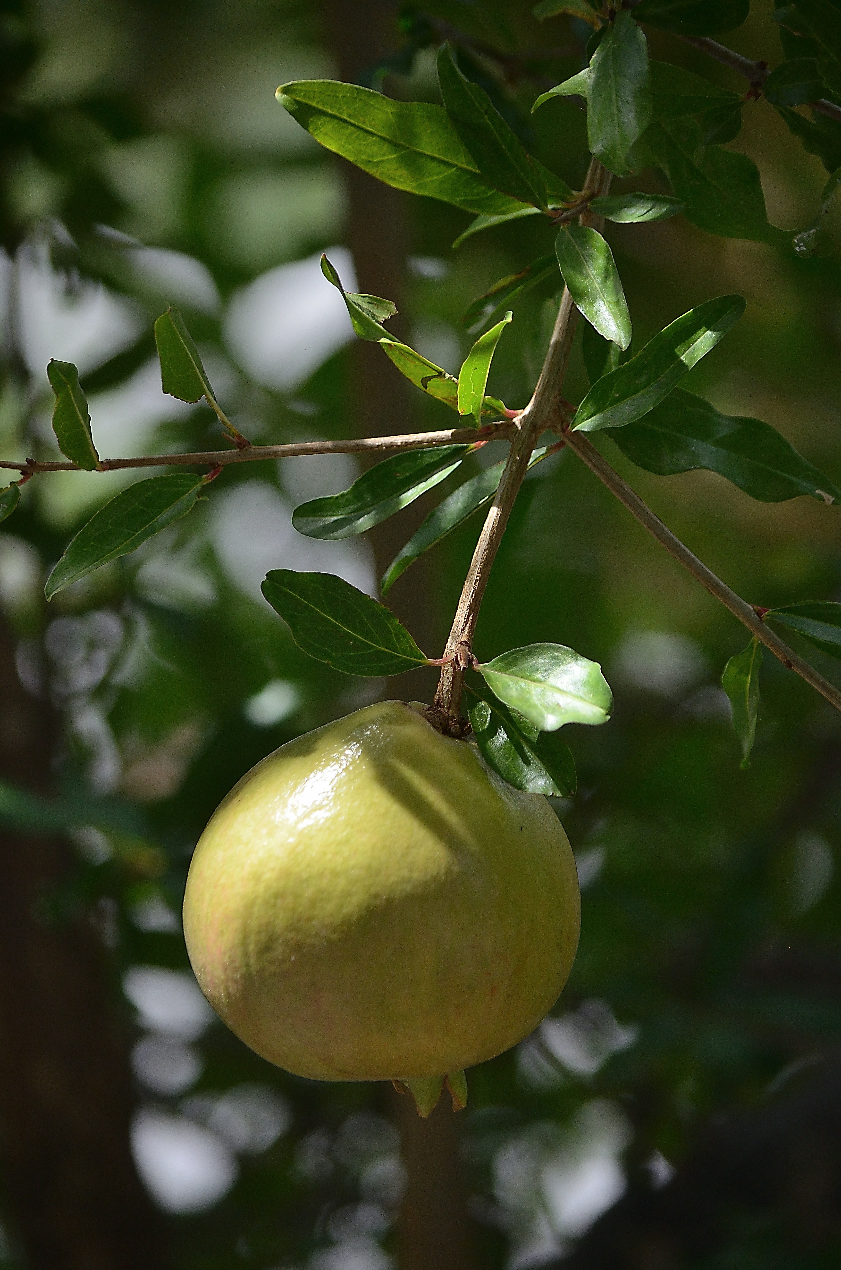 Sunlit Pomegranate on a Branch in Dappled Garden Light