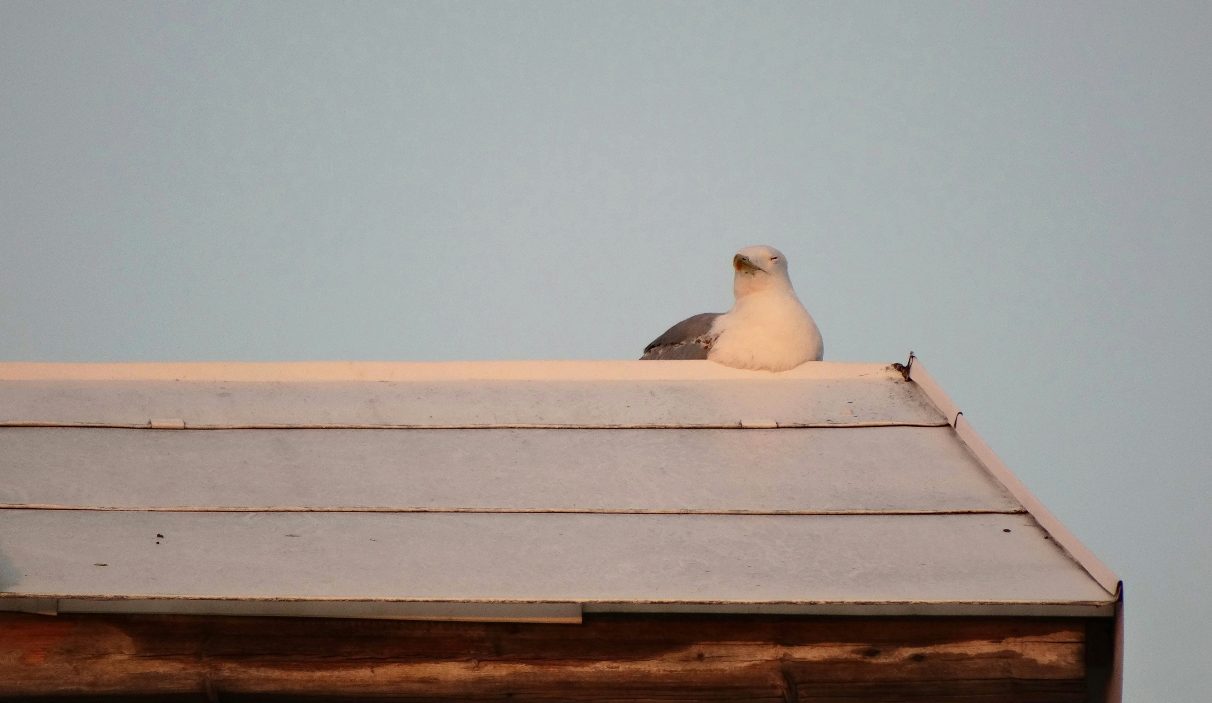 Seabird Perched at Sunrise on a Rooftop Crest