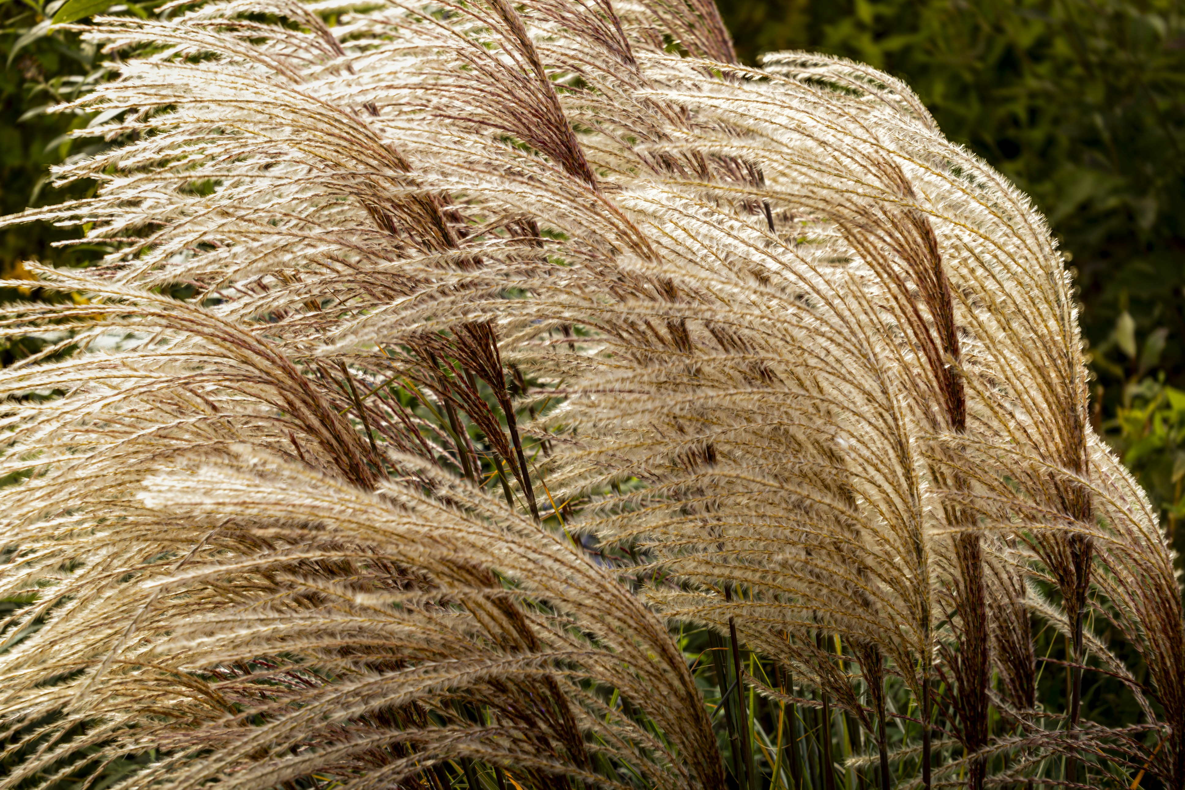 Whispering Reeds in Autumn Light