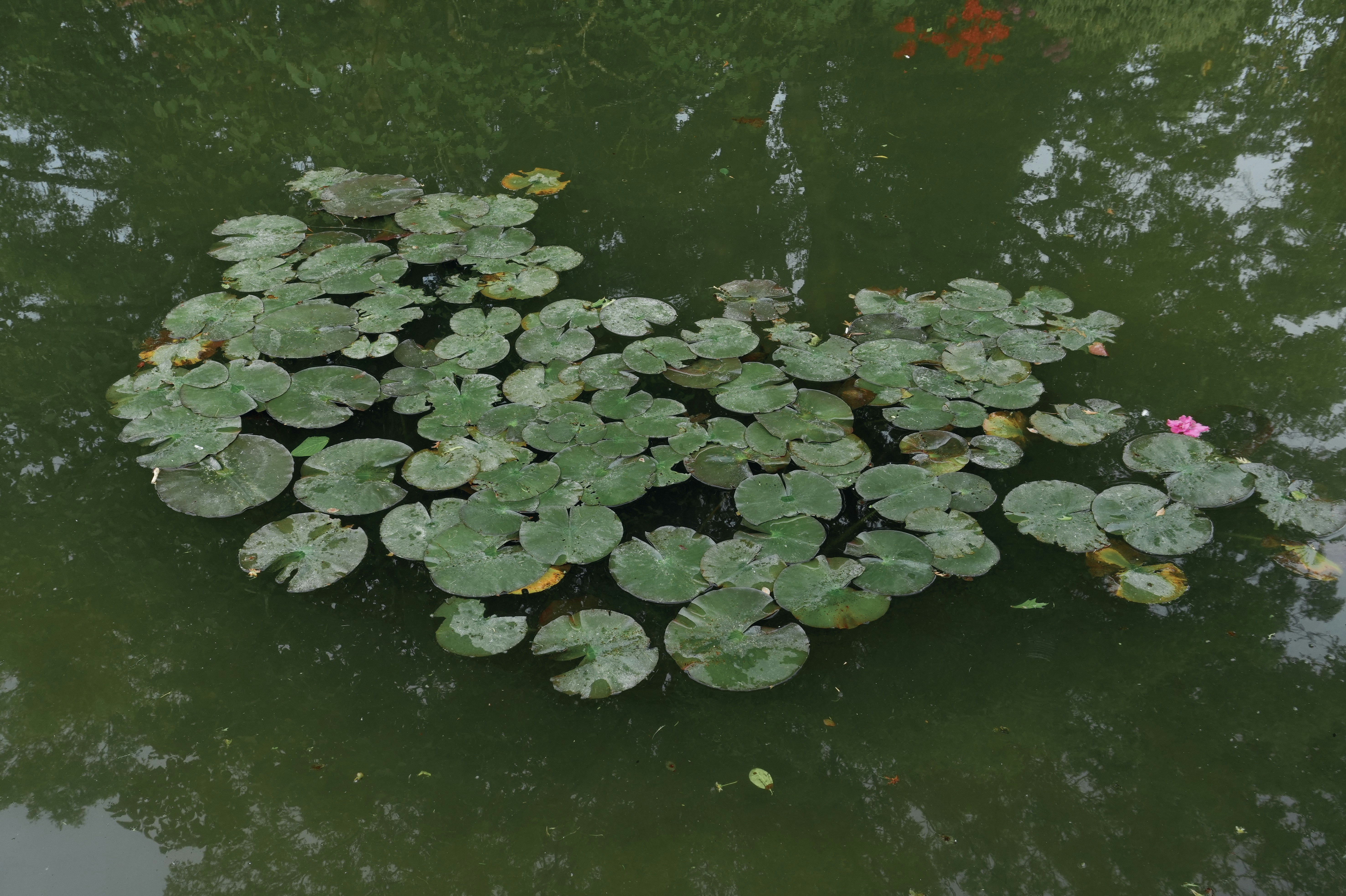 Floating Pond Quilt: A Patchwork of Lily Pads and a Pink Bloom