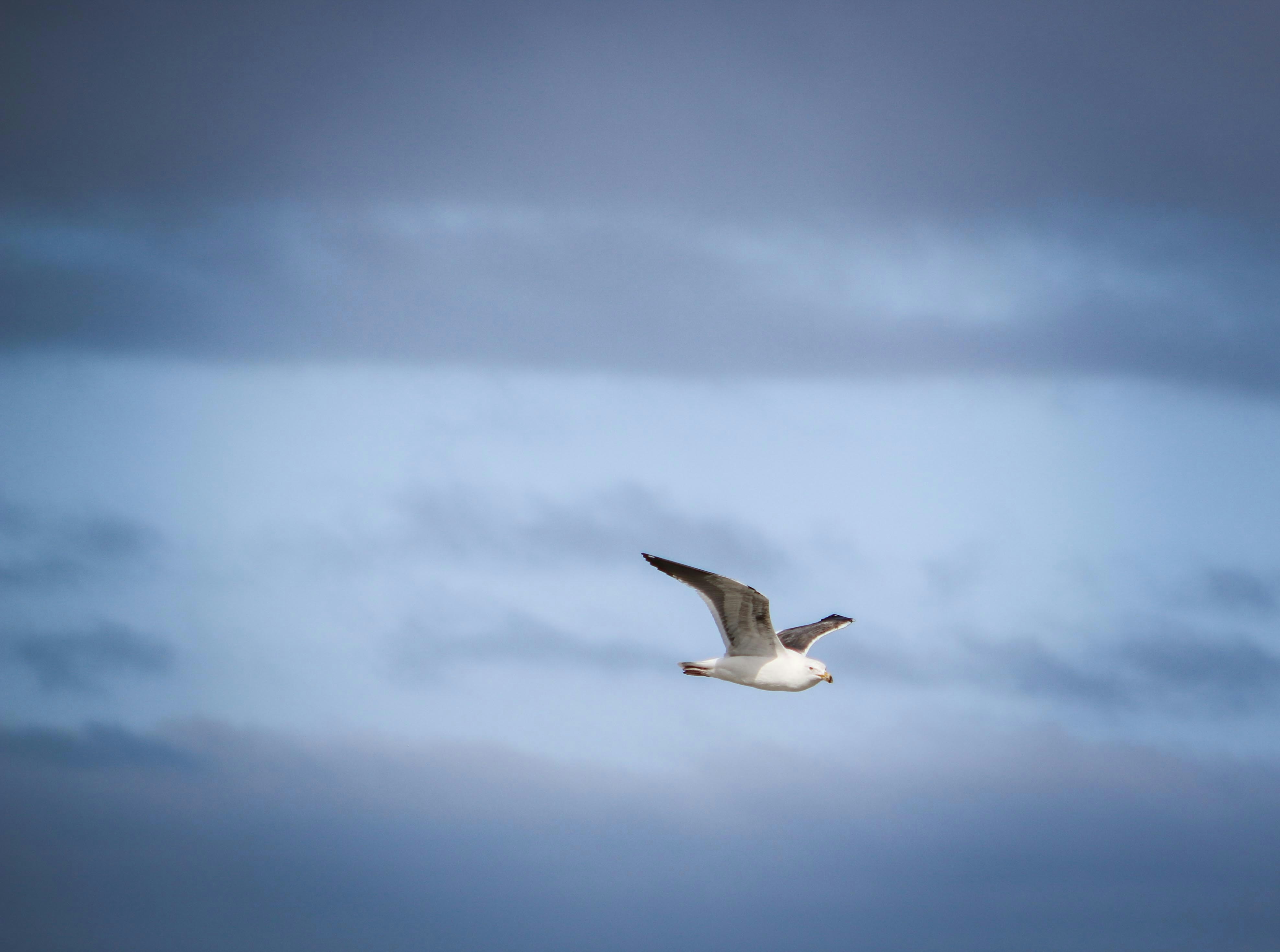 Wingbeat in a Quiet Sky: A Seagull Glides Against Clouded Blue