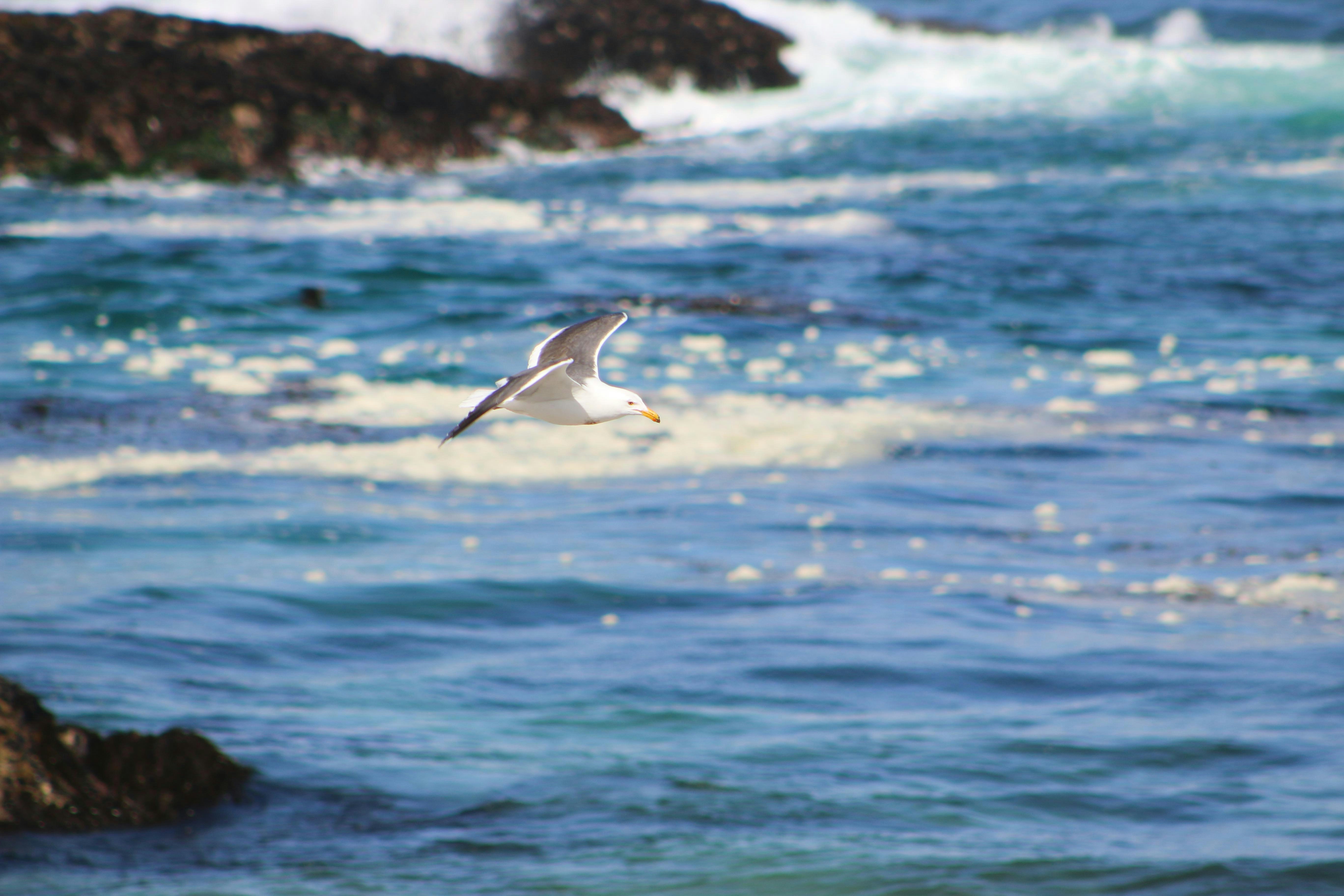 White Seabird in Flight Over Turquoise Coastal Waters