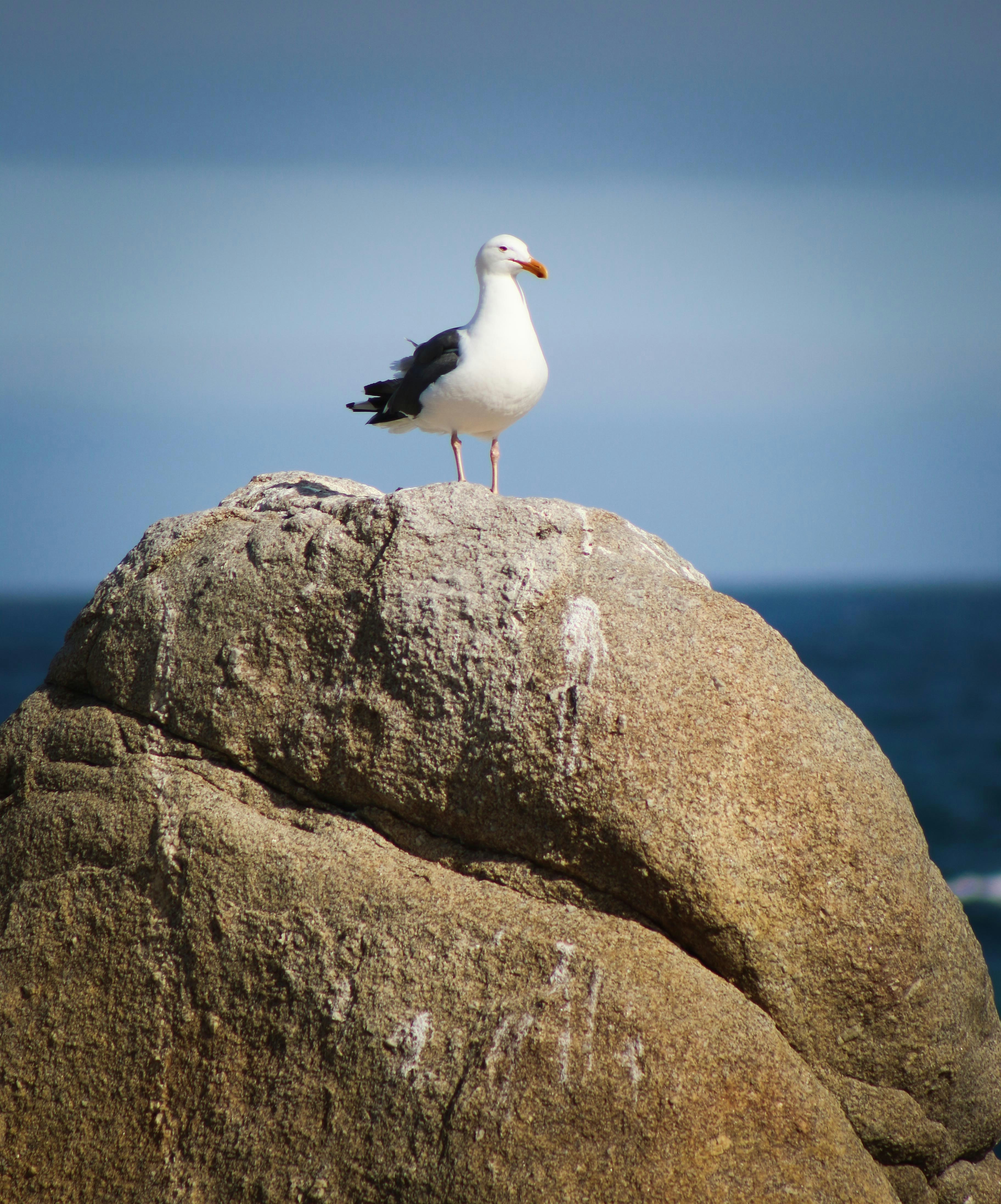 Seabird Sentinel: A Gull Perched on a Weathered Granite Peak