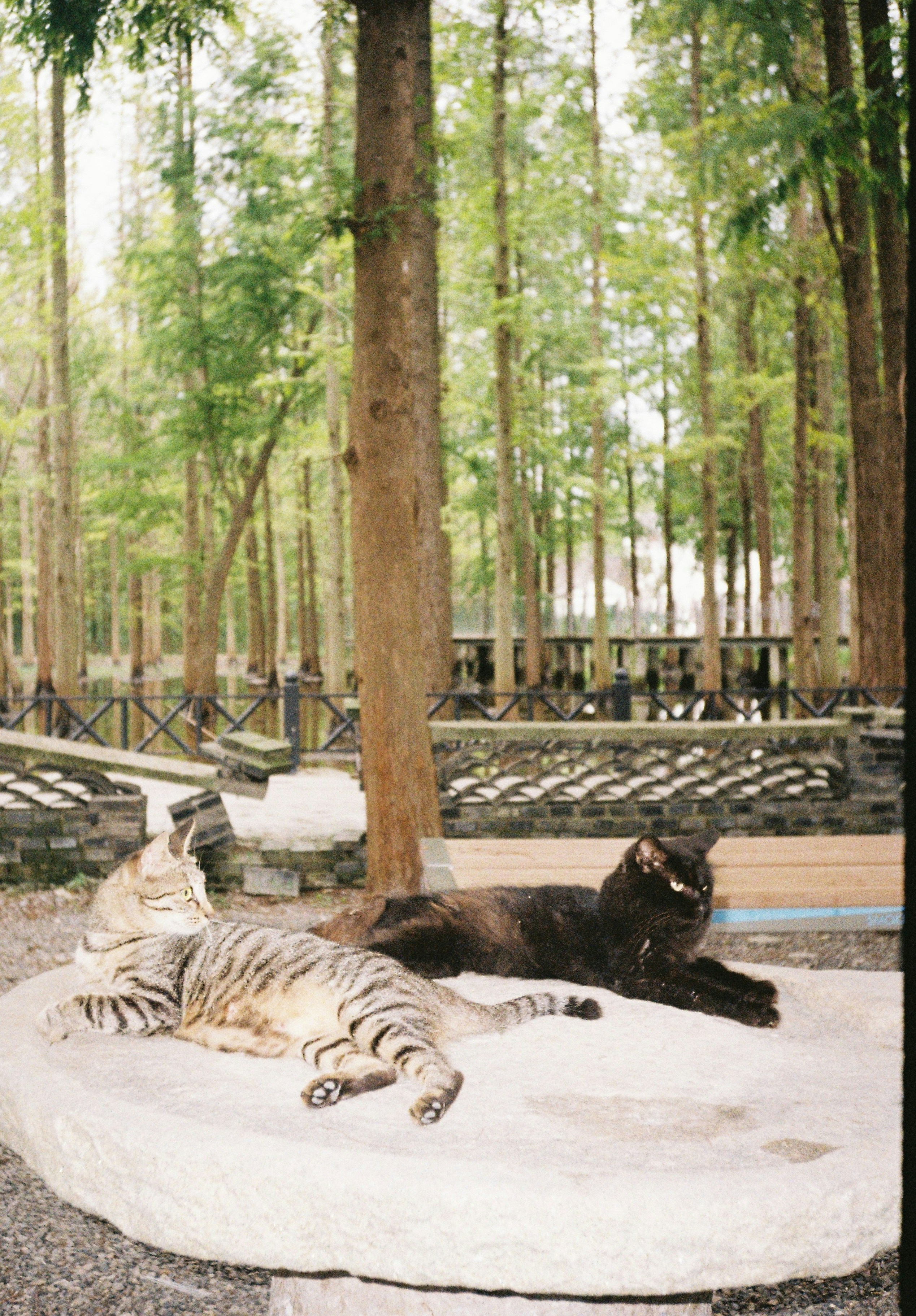 Sunlit Cats on a Stone Pedestal in a Serene Park