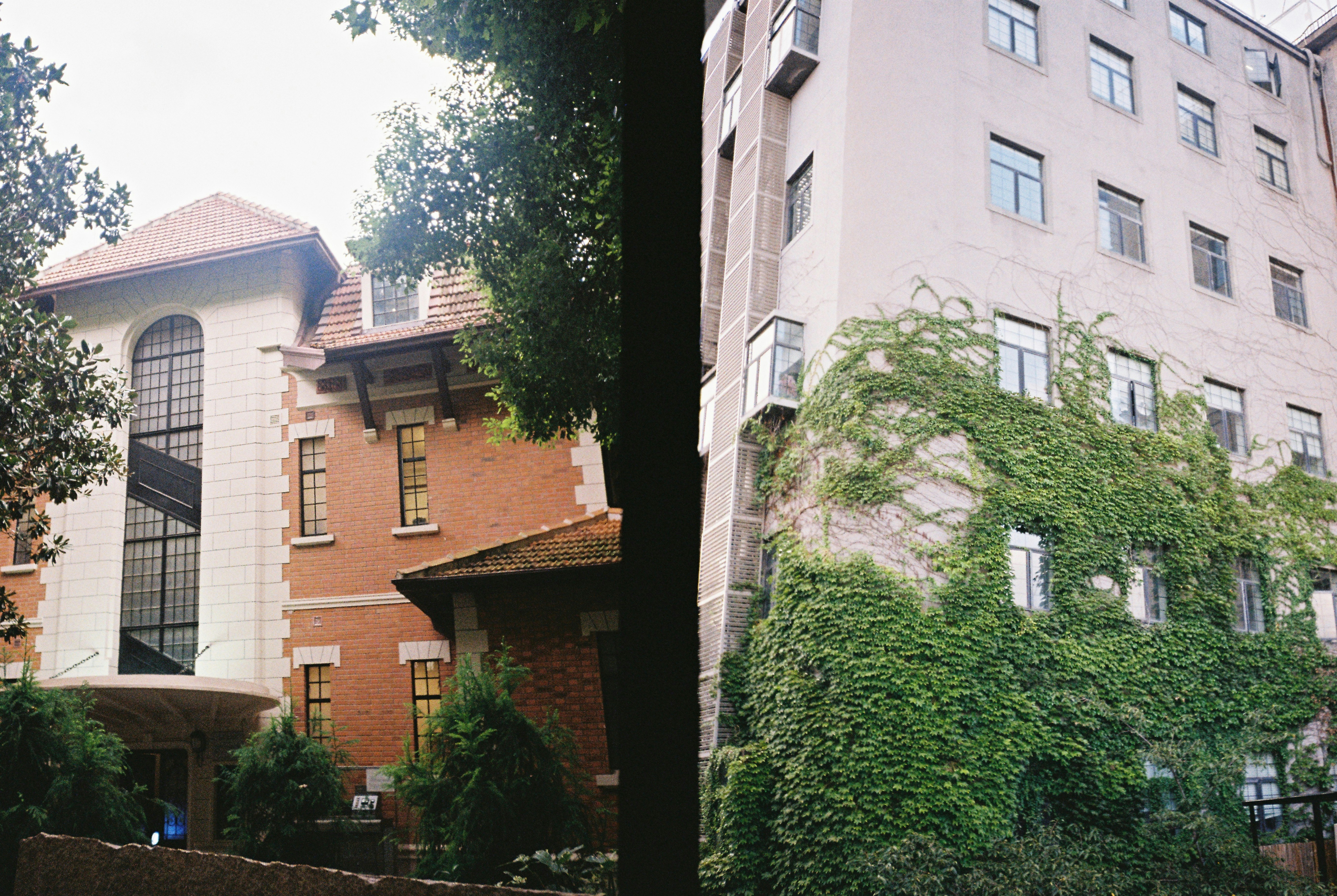 Split Facades: Brick and Ivy Tangle Across Two Buildings
