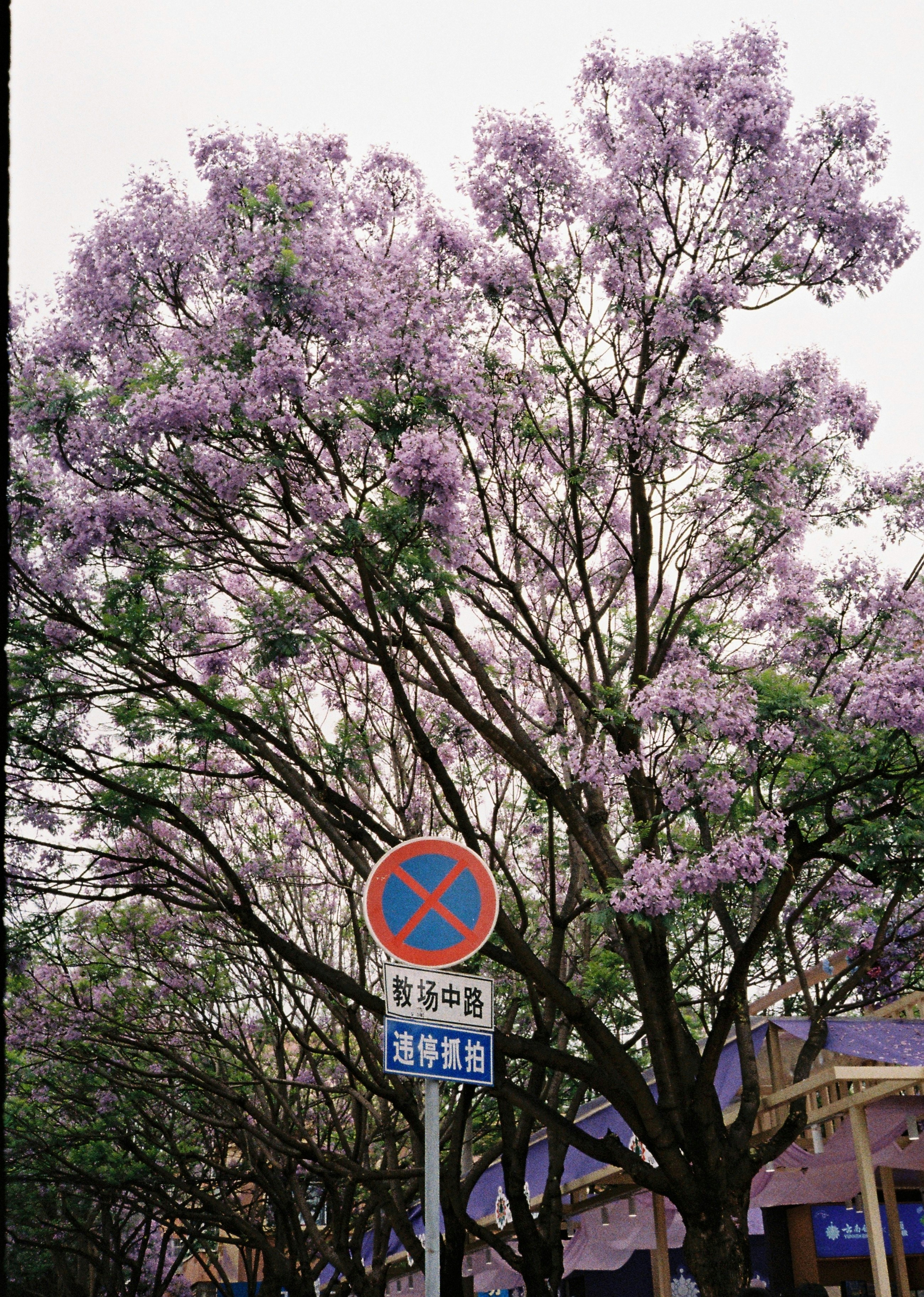 Jacaranda Canopy Over a Quiet Urban Street