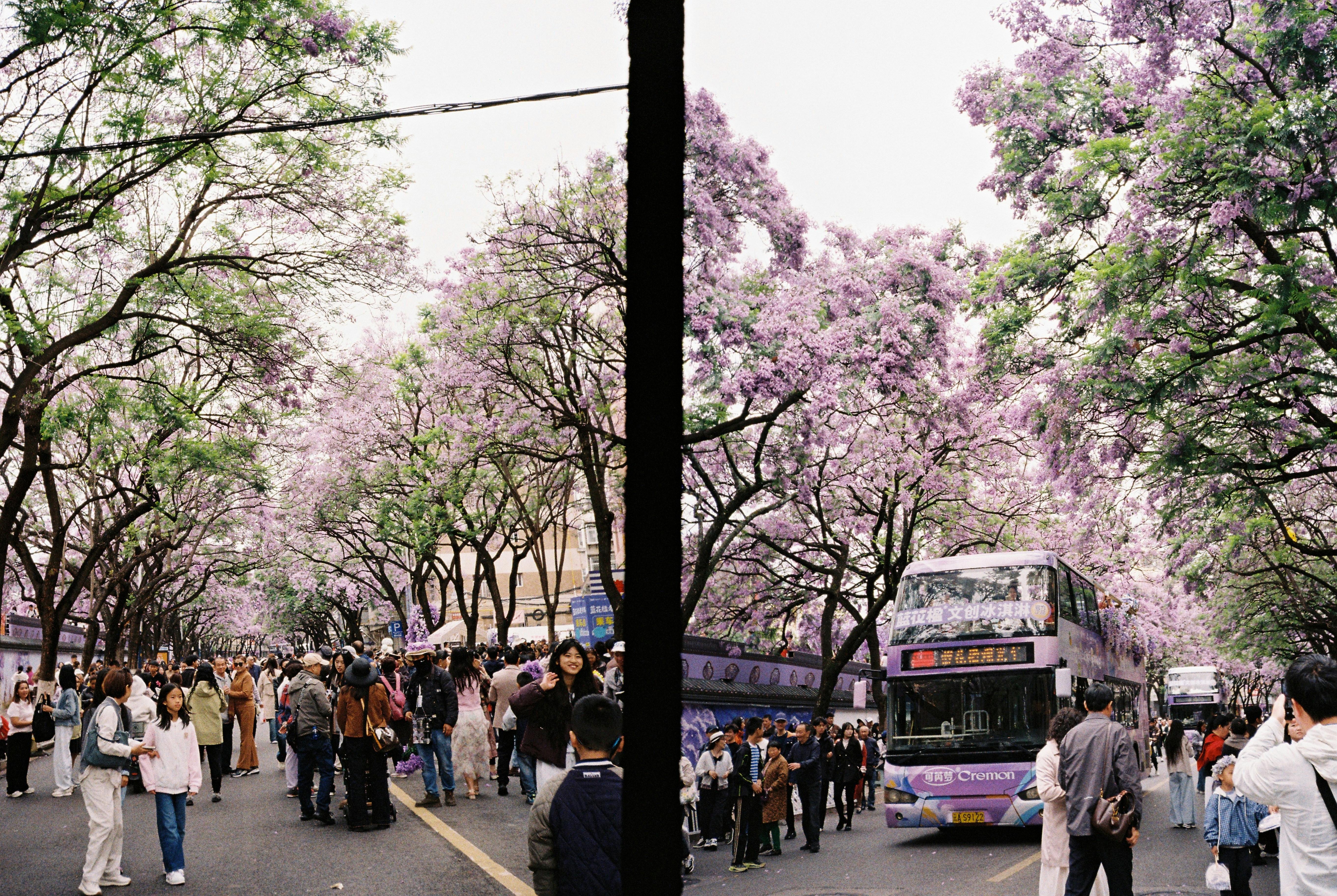 Twin-Panel Street Scene Under Blooming Canopy