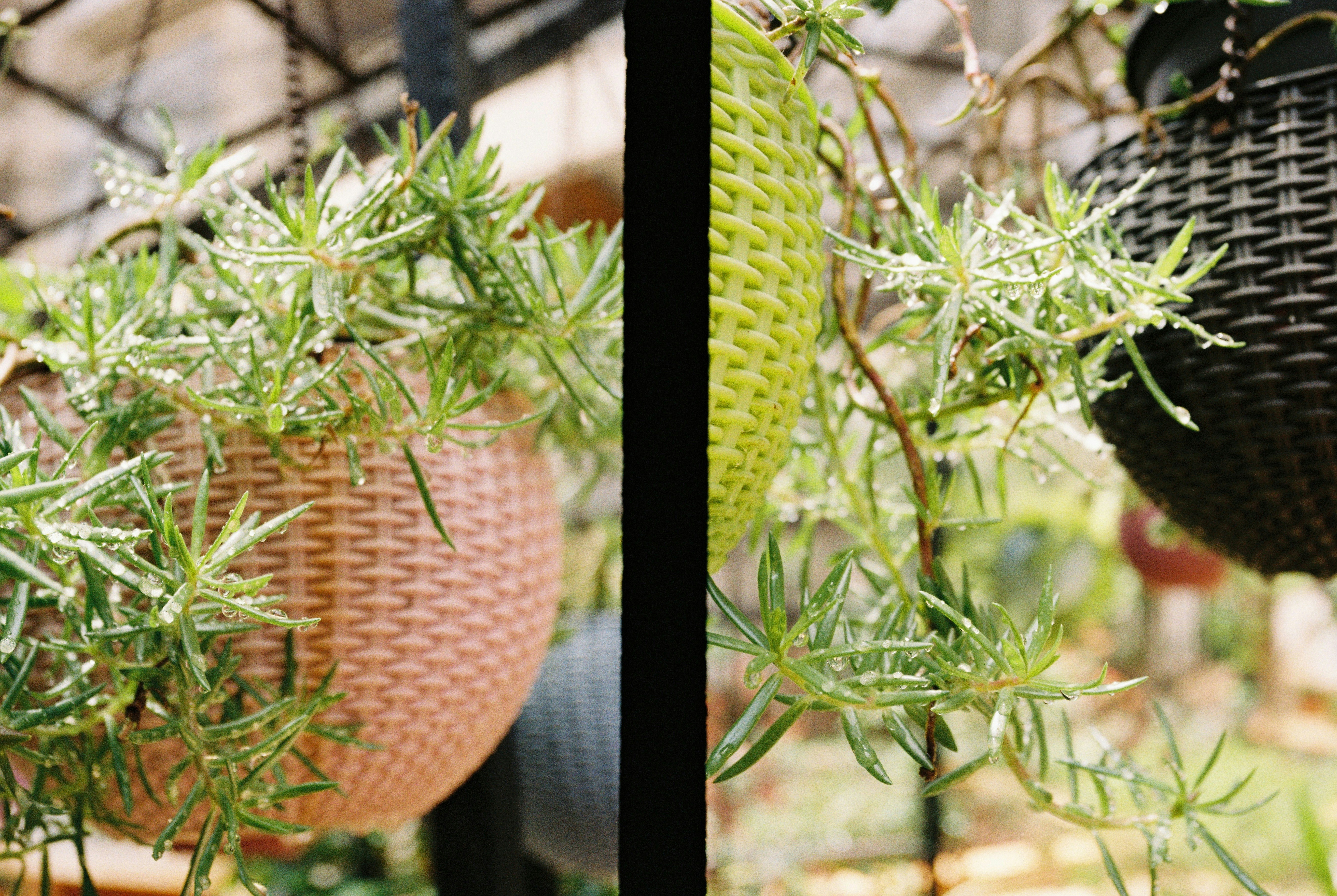 Split pot hexis: a pair of textured planters framed by ferns and shadows