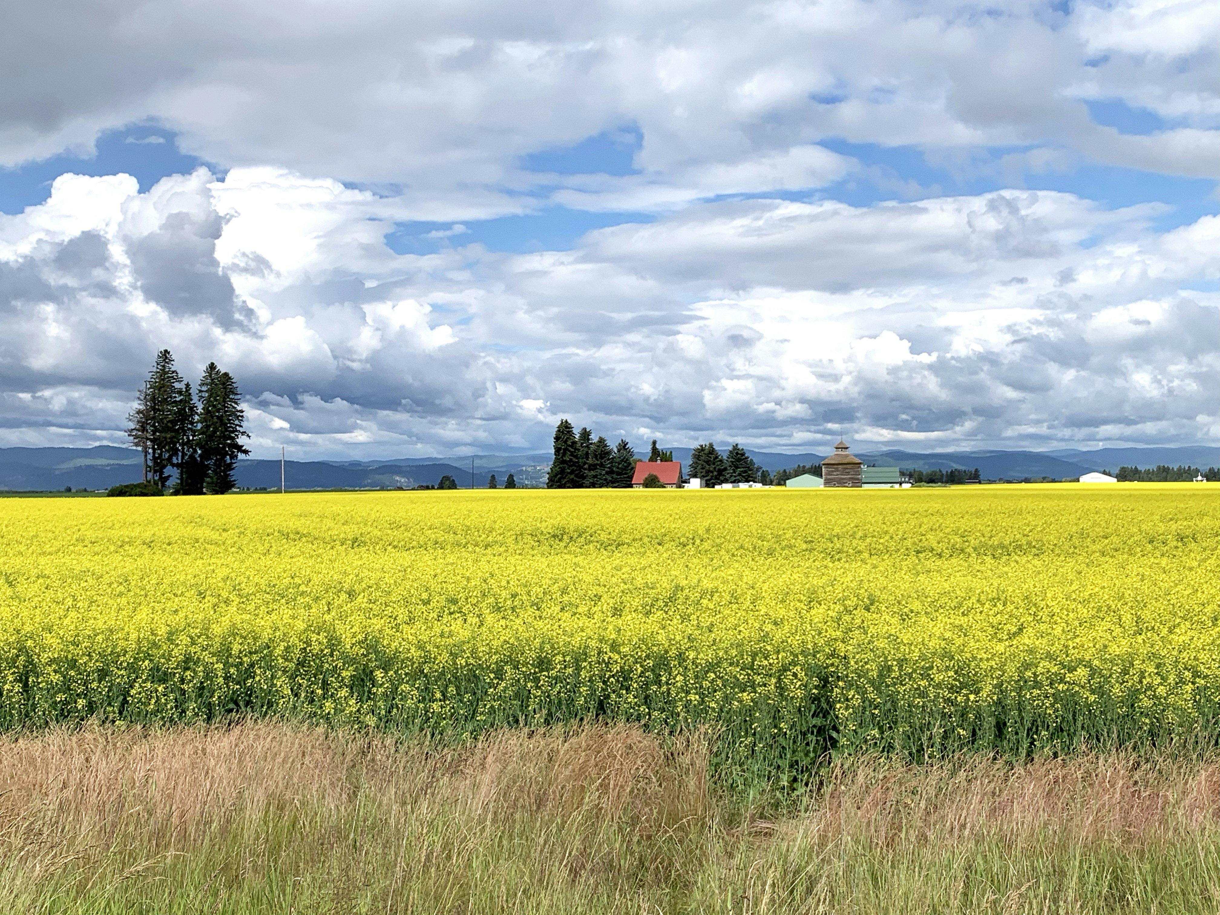Bright canola field stretches to the horizon with a small cluster of farm buildings beneath a dramatic, cloud-filled sky.