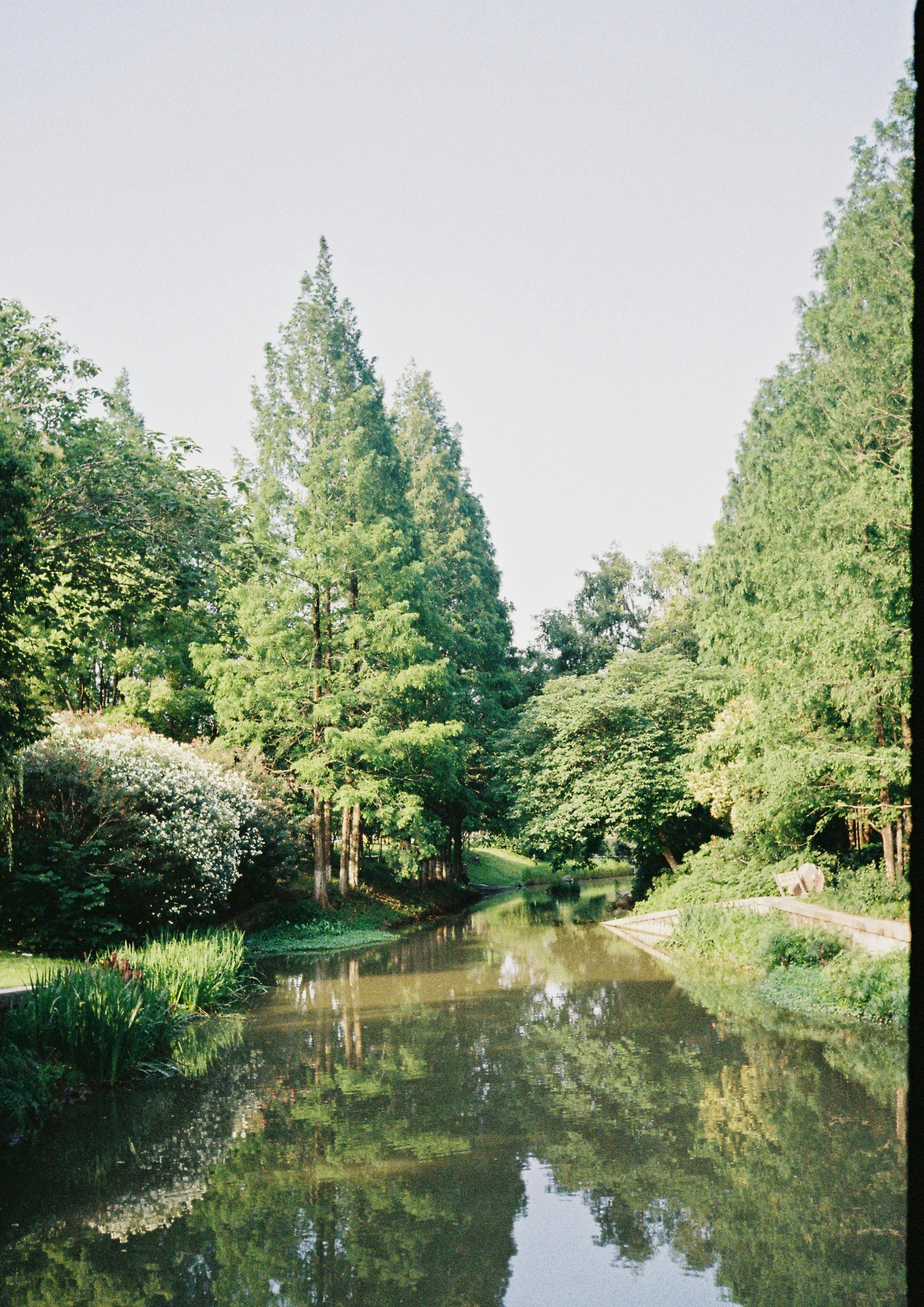 Serene Riverside Avenue: A Sunlit Chain of Pines and Reflections