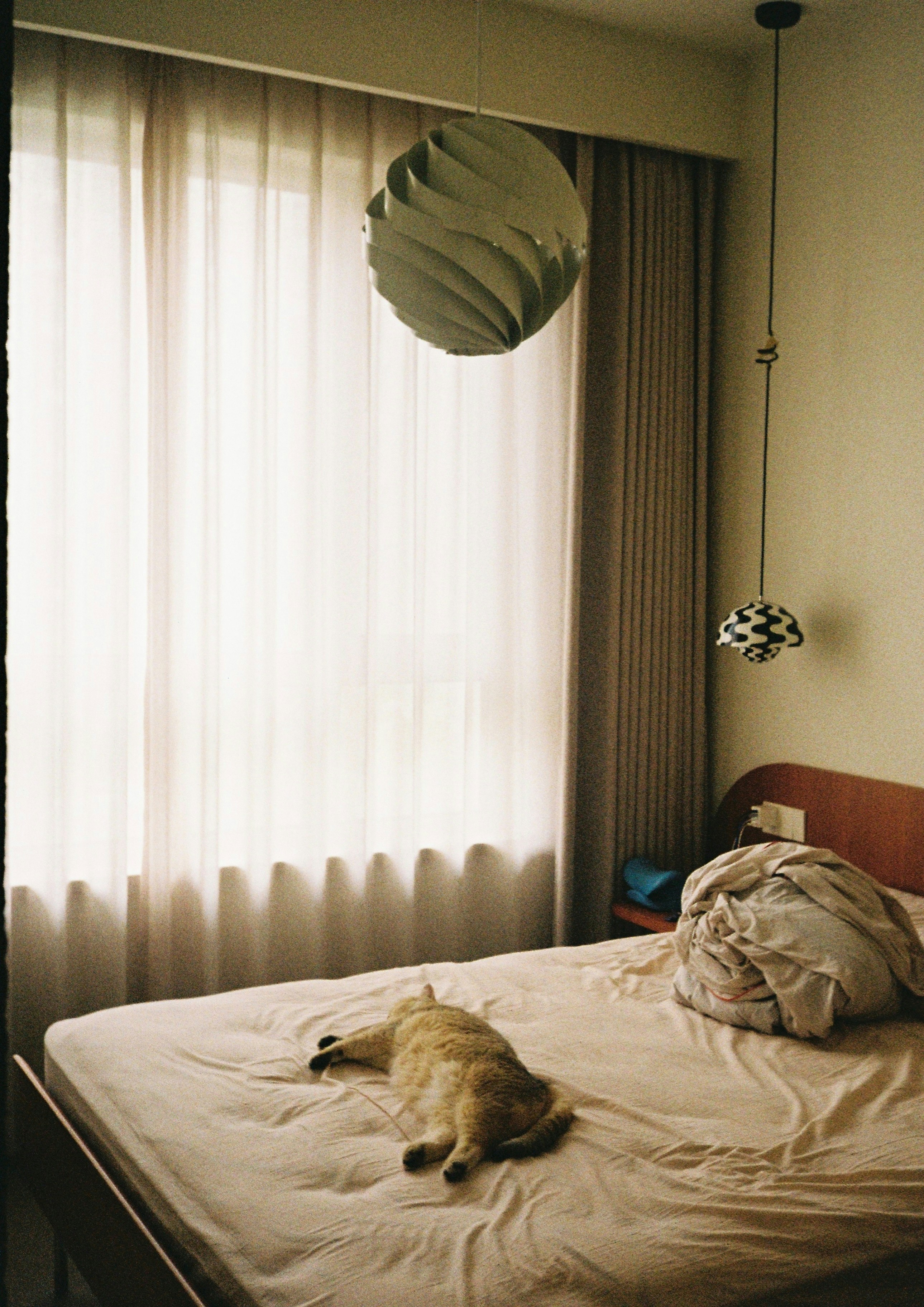 Cat Resting on a Crumpled Bed Under Soft Curtain Light