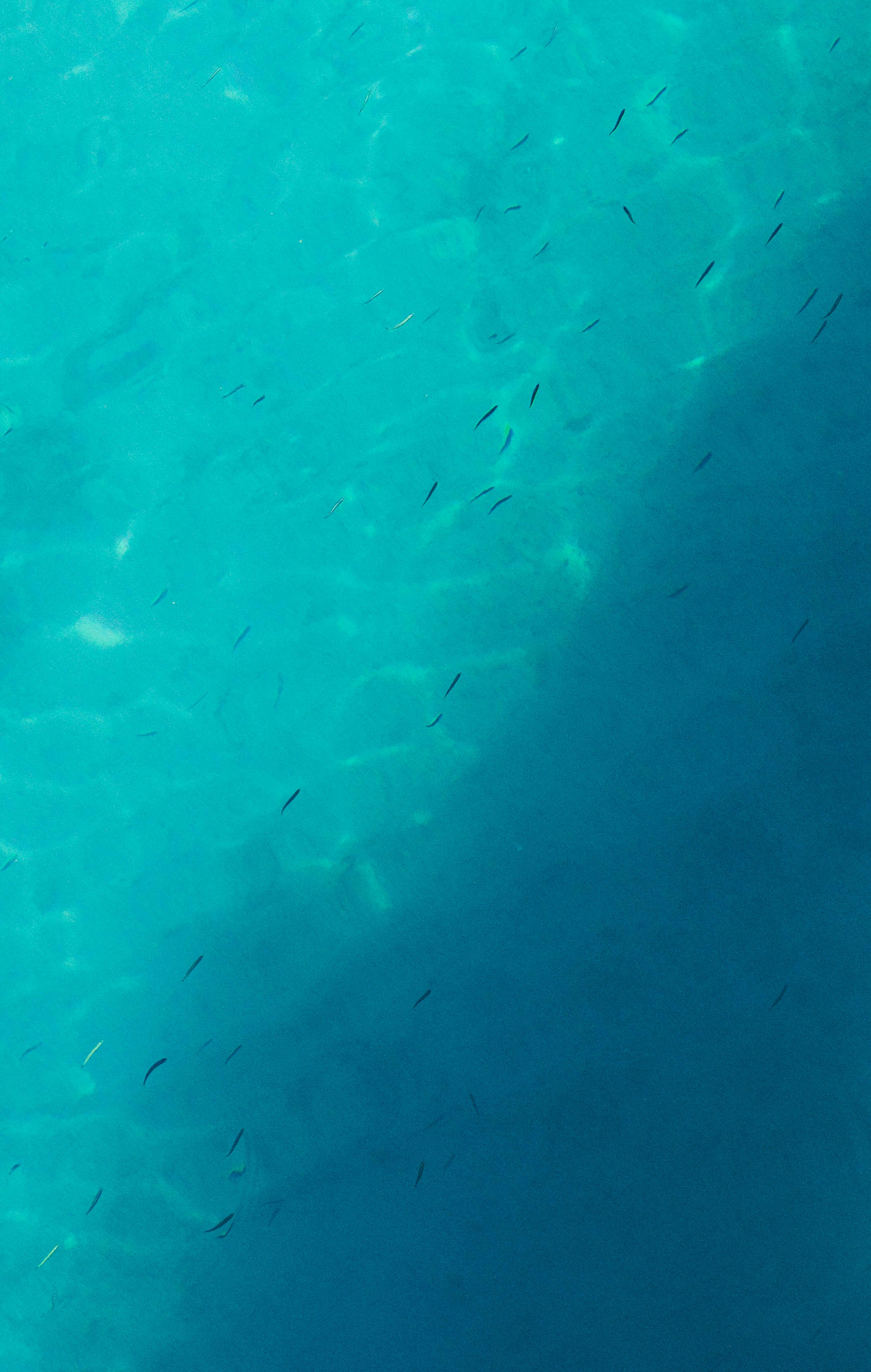 Teal Abyss: School of Silhouettes in Shimmering Ocean Light
