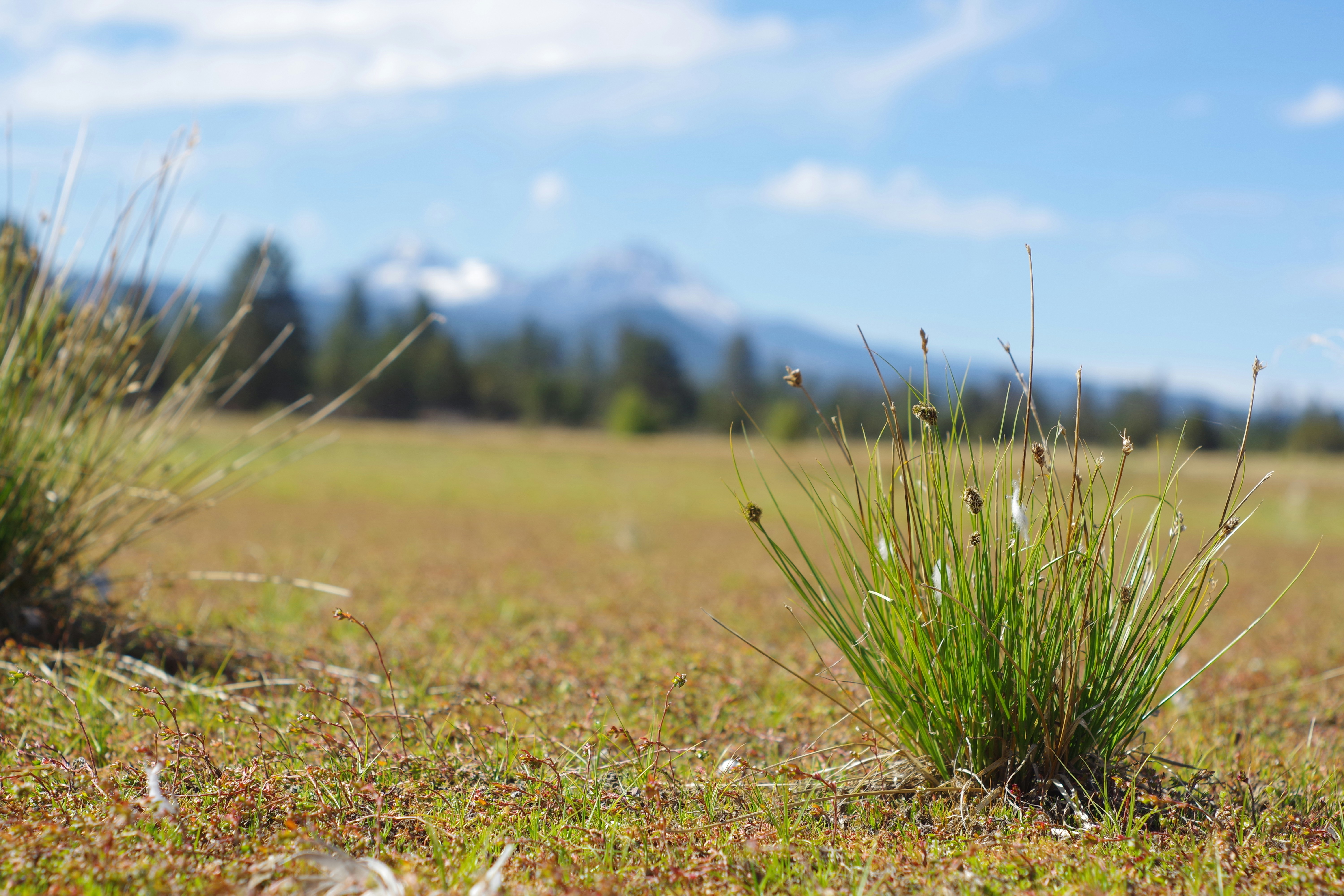 Grassland Beacon: A Clump of Tufts Against a Mountain Backdrop
