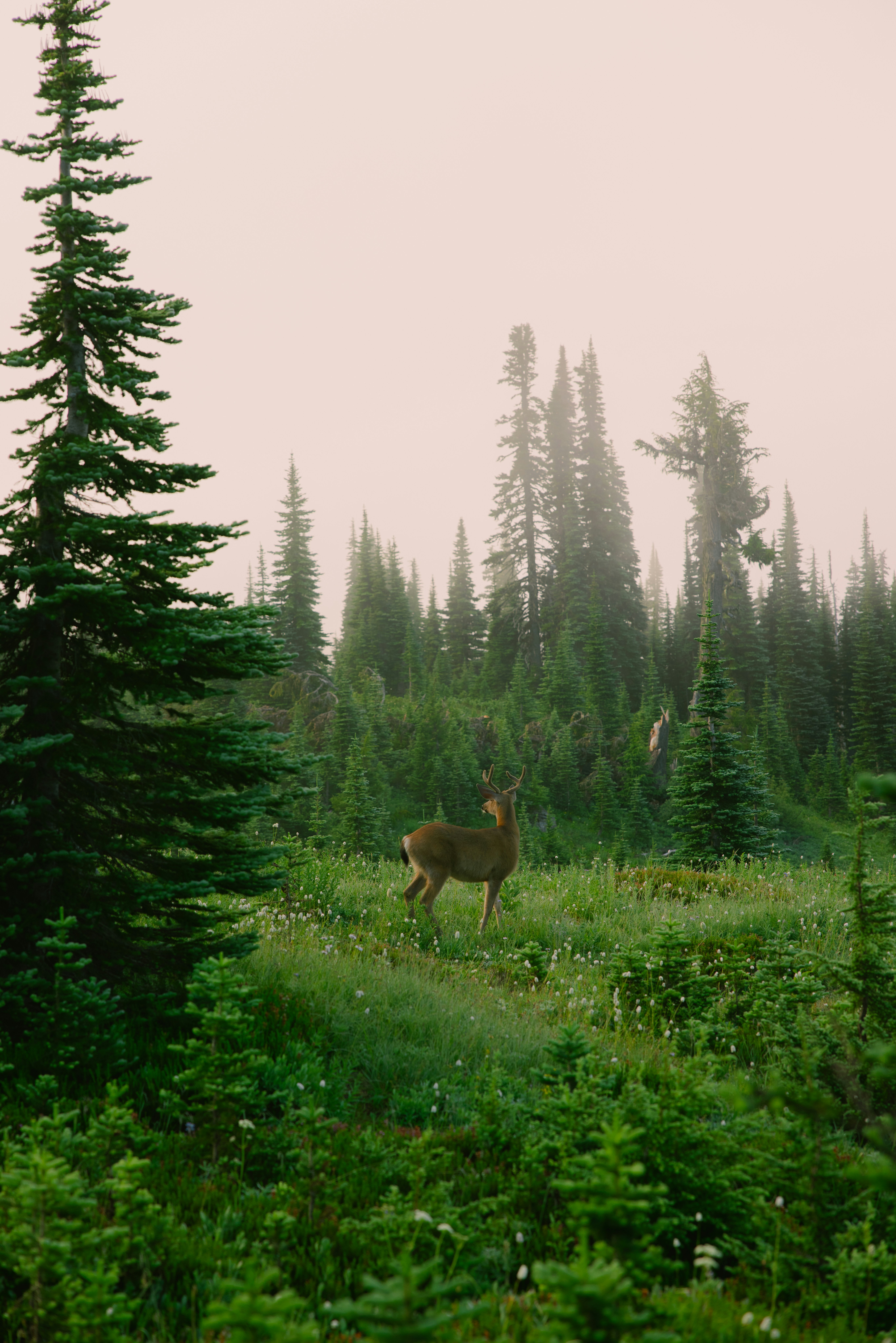 Graceful Elk in Misty Forest Meadow