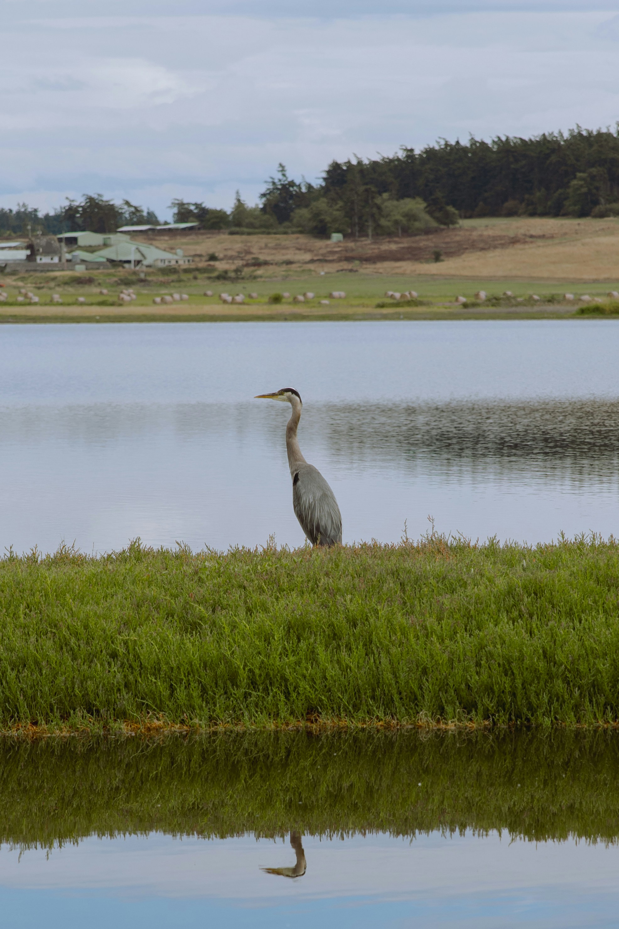 Heron at the Waterline: Silent Sentinel by the Shore