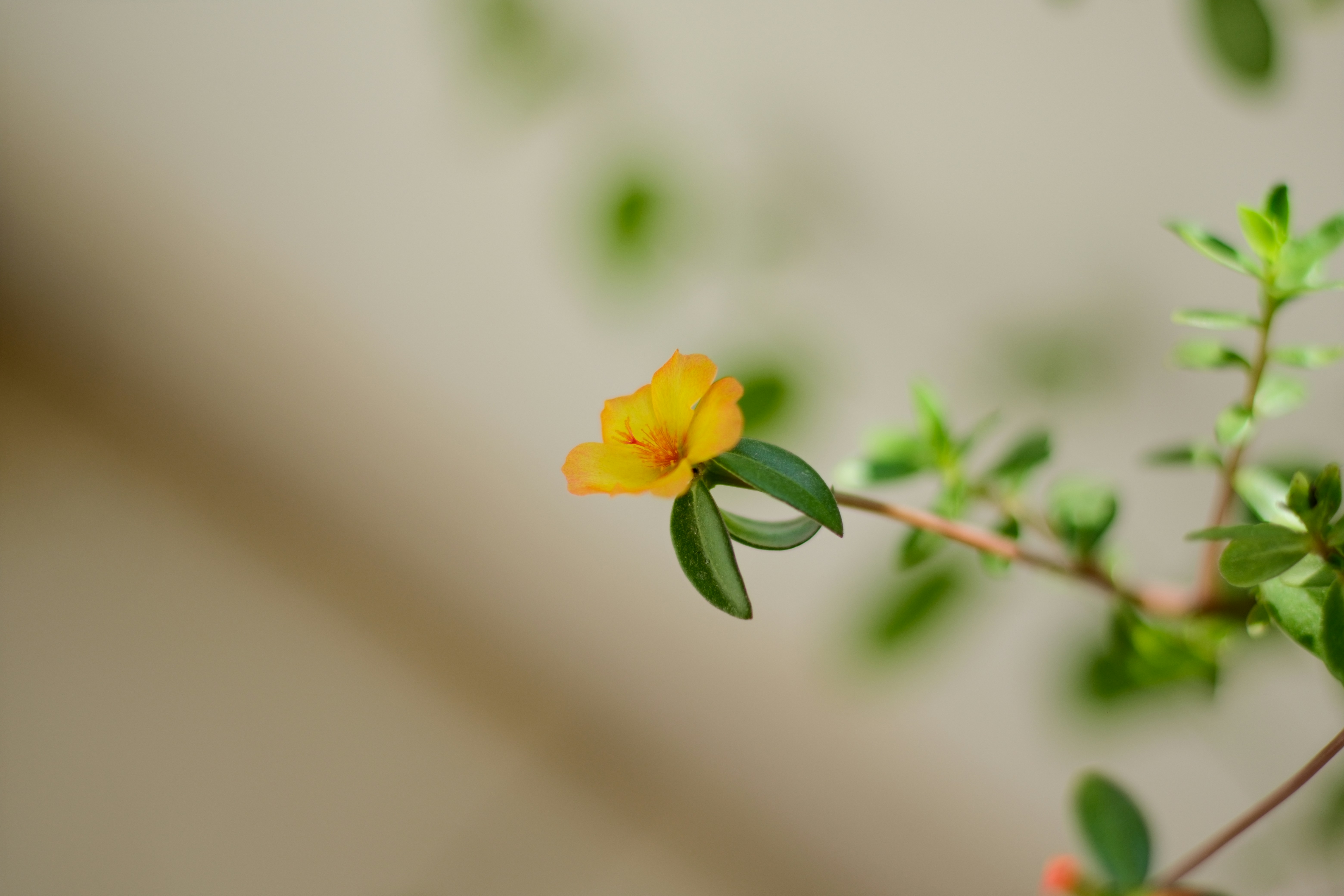 A solitary orange bloom anchors a delicate branch in soft-focus backdrop