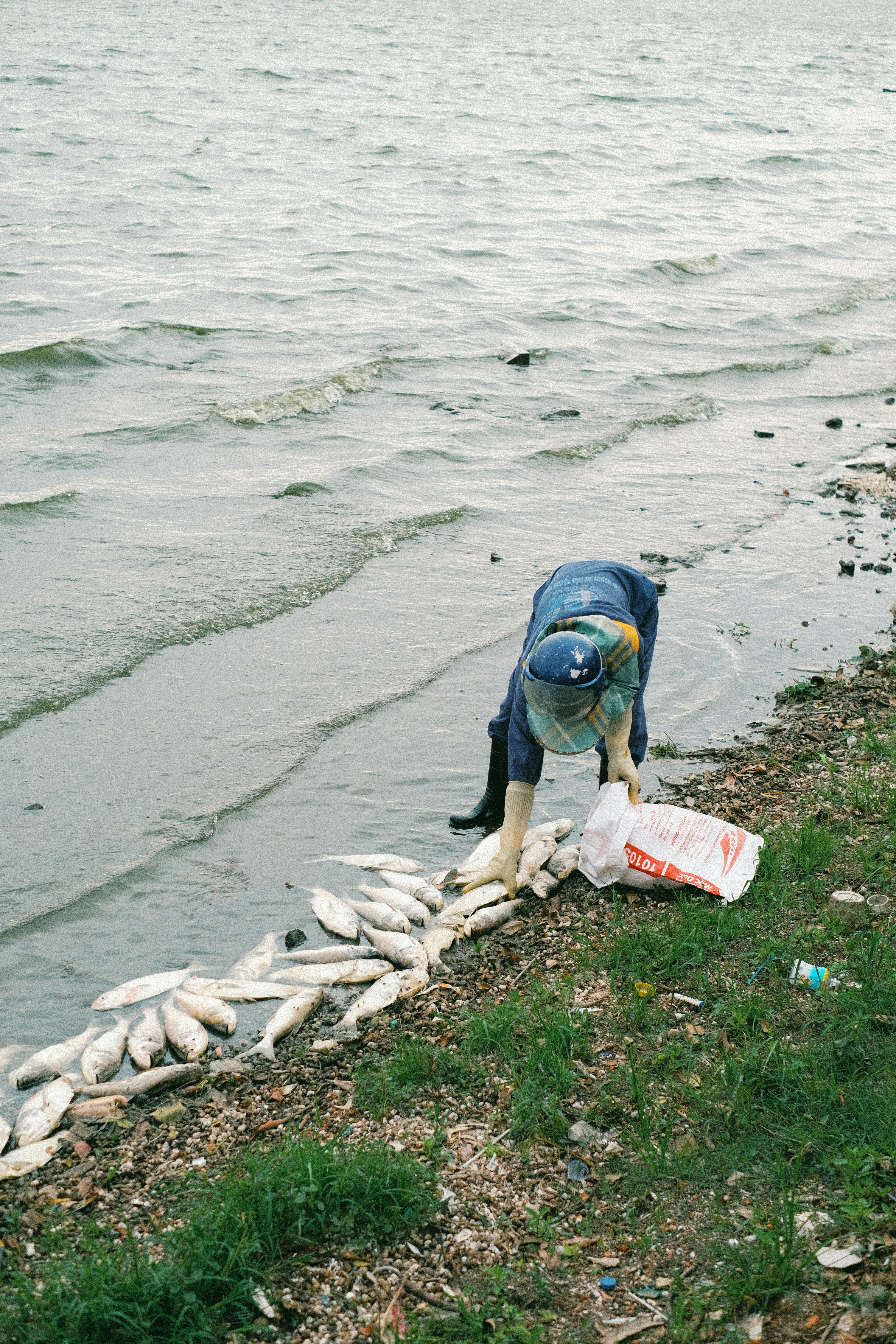 Low Tide Harvest: A Worker Sorts Damaged Nets and Fresh Caught Fish on the Shore