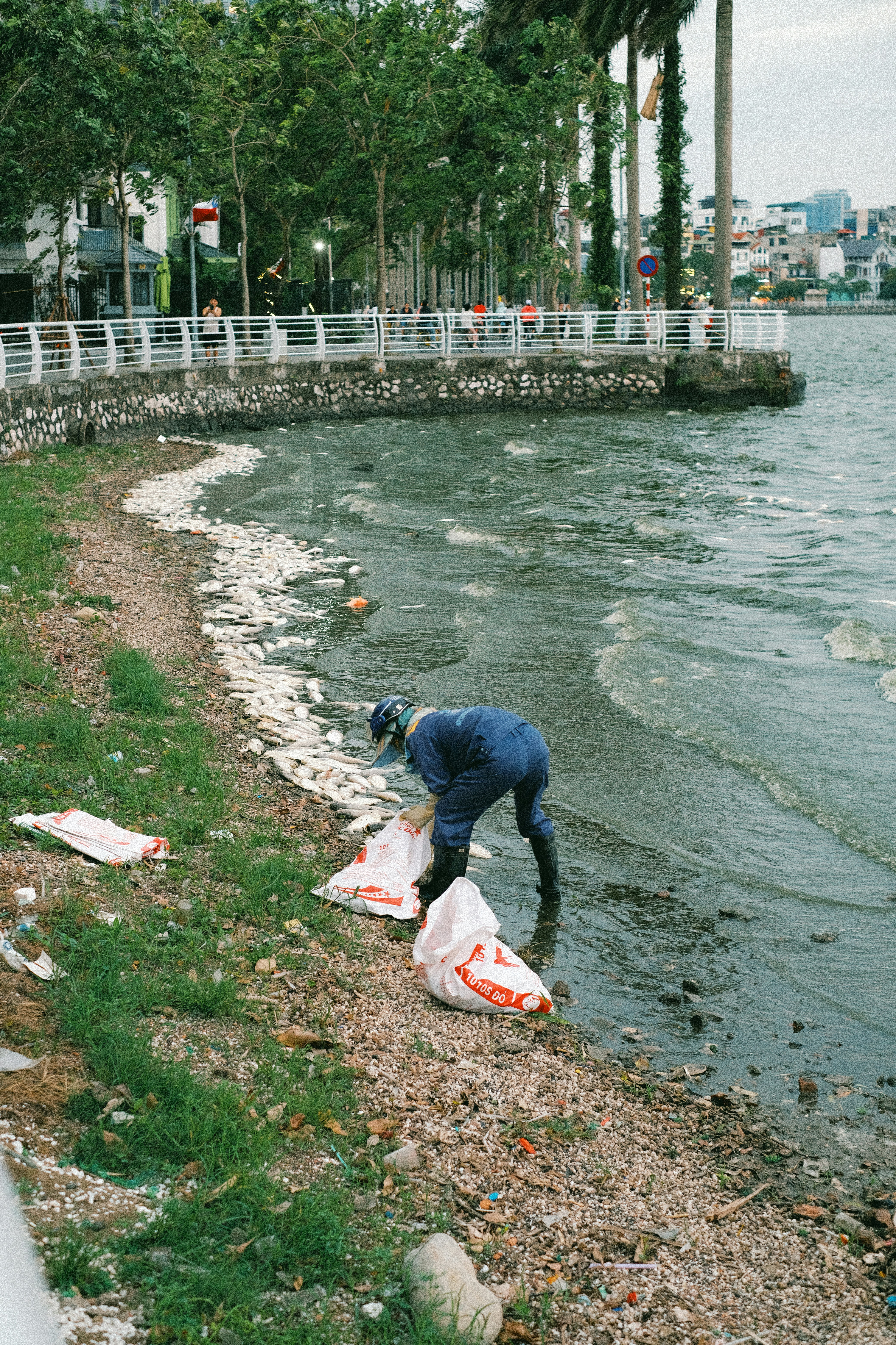 Polluted Shoreline Cleanup: A Worker Reaches for Bags Amid Seaweed and Pebbles