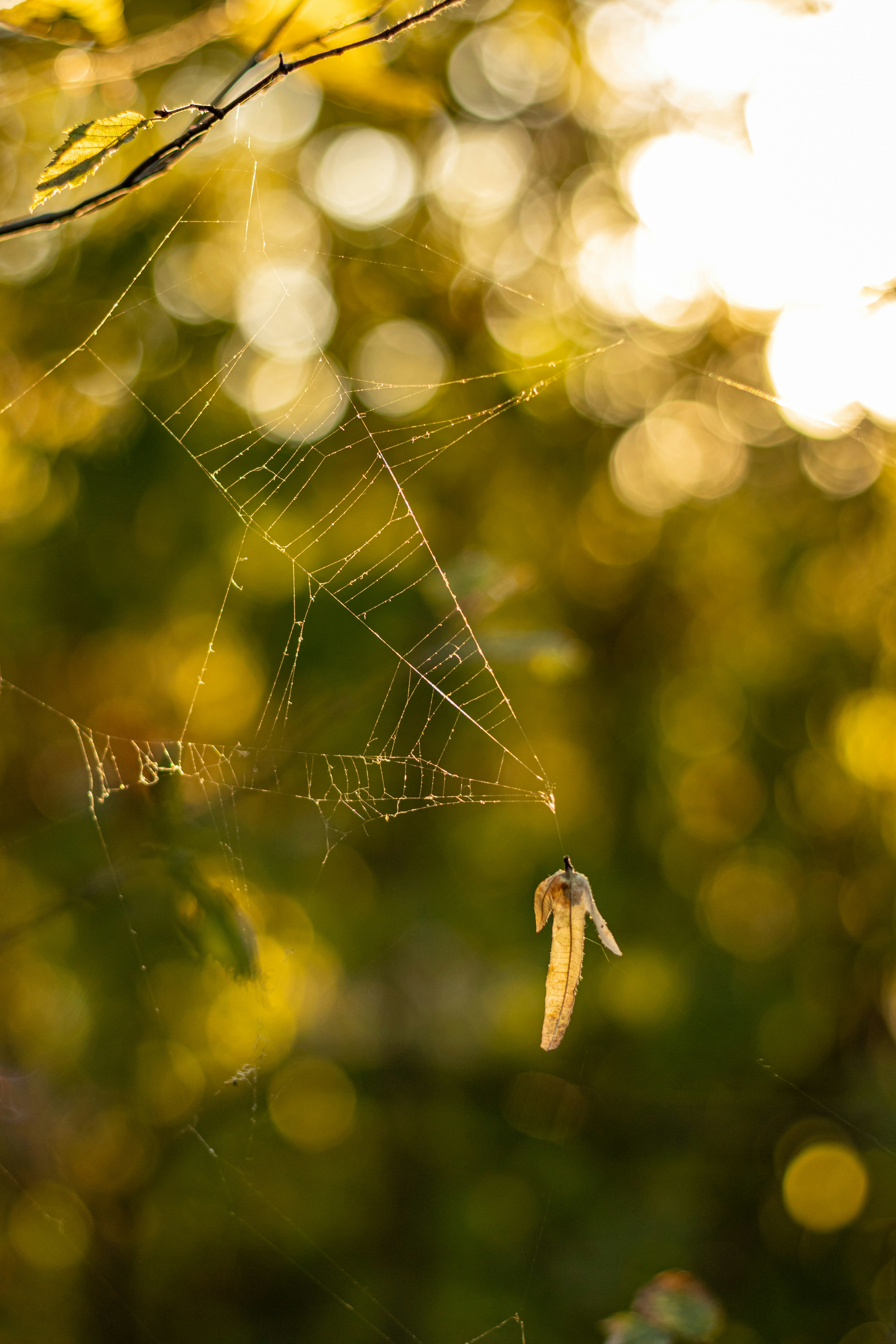 A single dry leaf hanging from a spider web in golden light