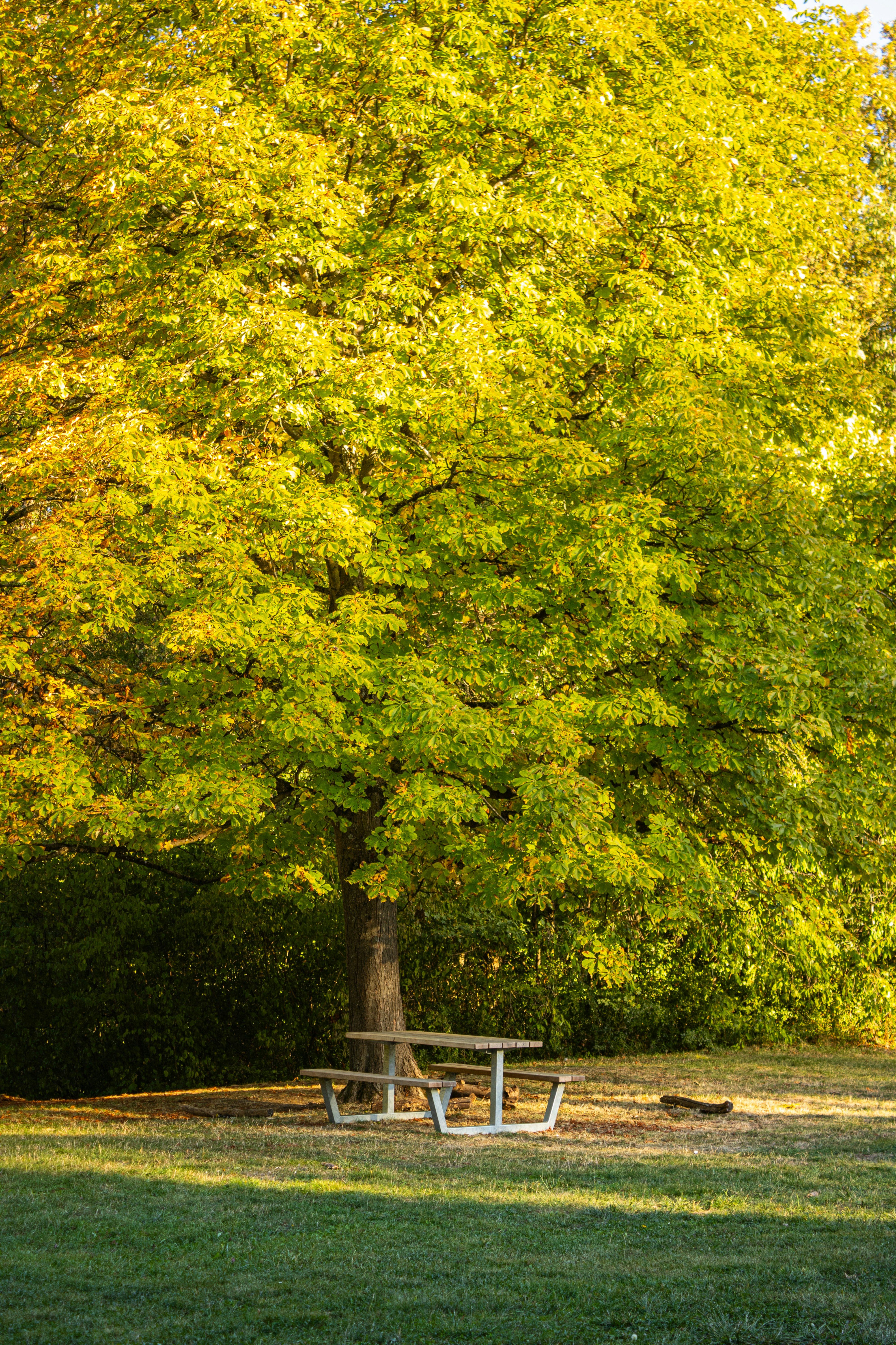 Autumn Quiet: Sunlit Canopy Over a Solo Picnic Table