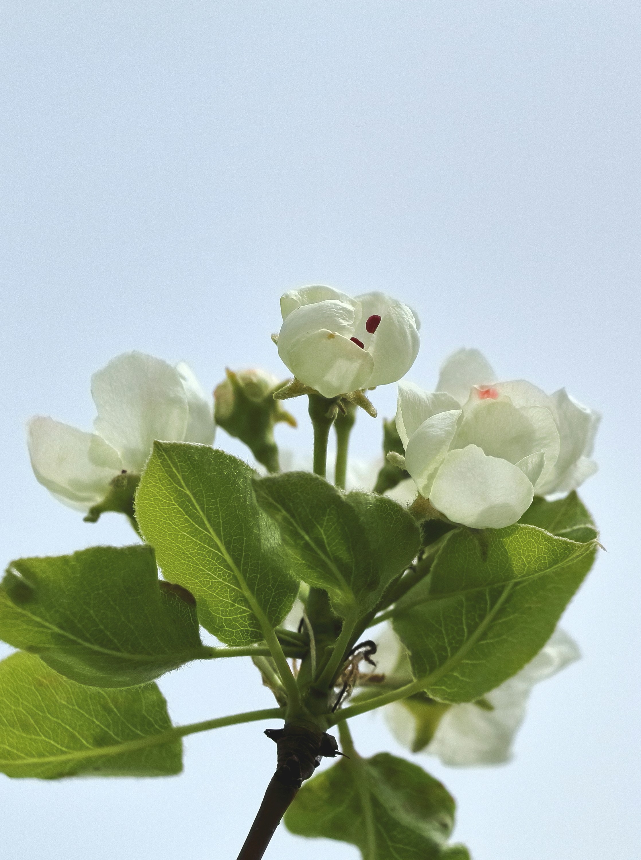 White blossoms against a pale blue sky: spring bloom close-up