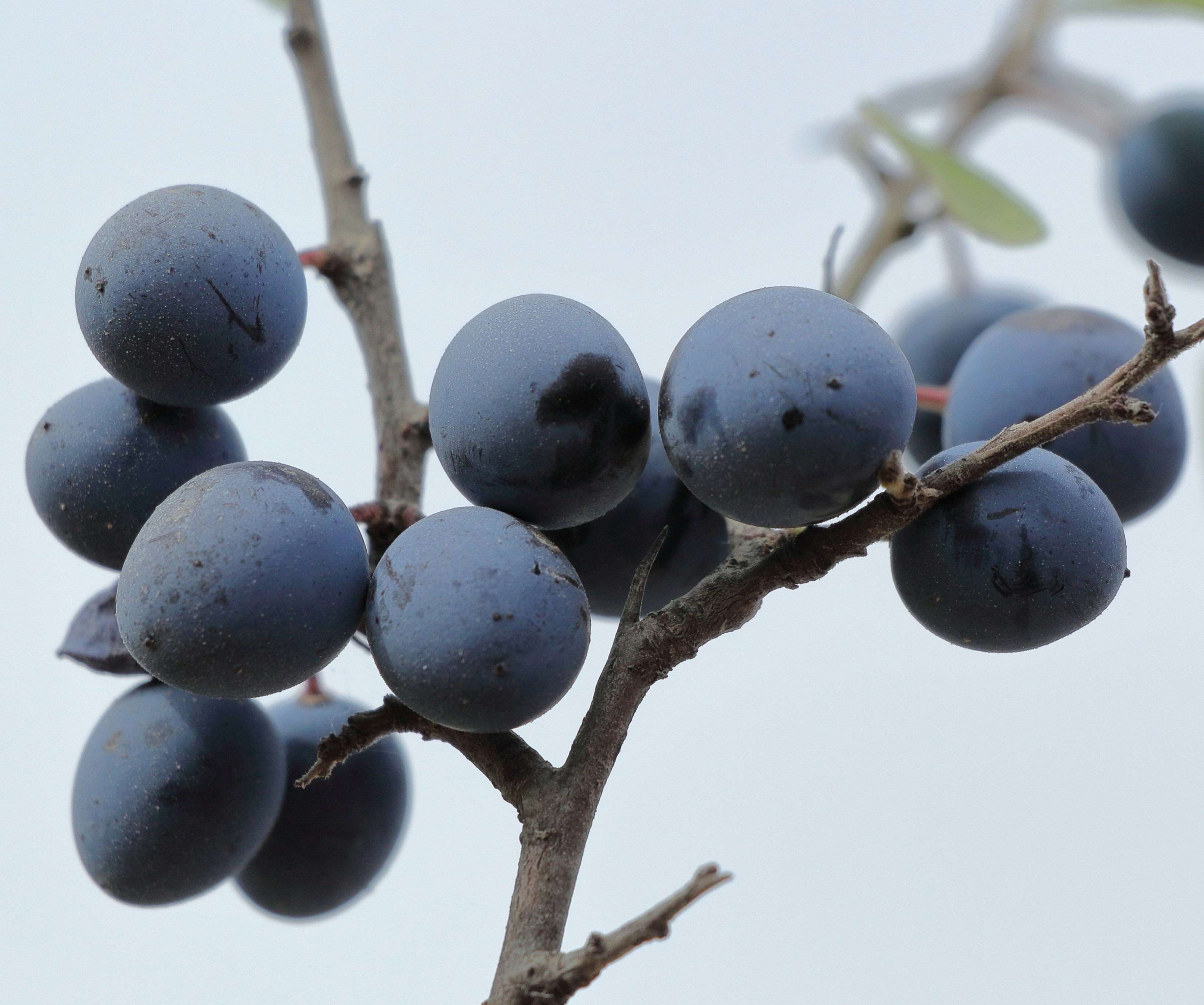 Blue Berries in Focus: A Quiet Clusters of Dark Fruit