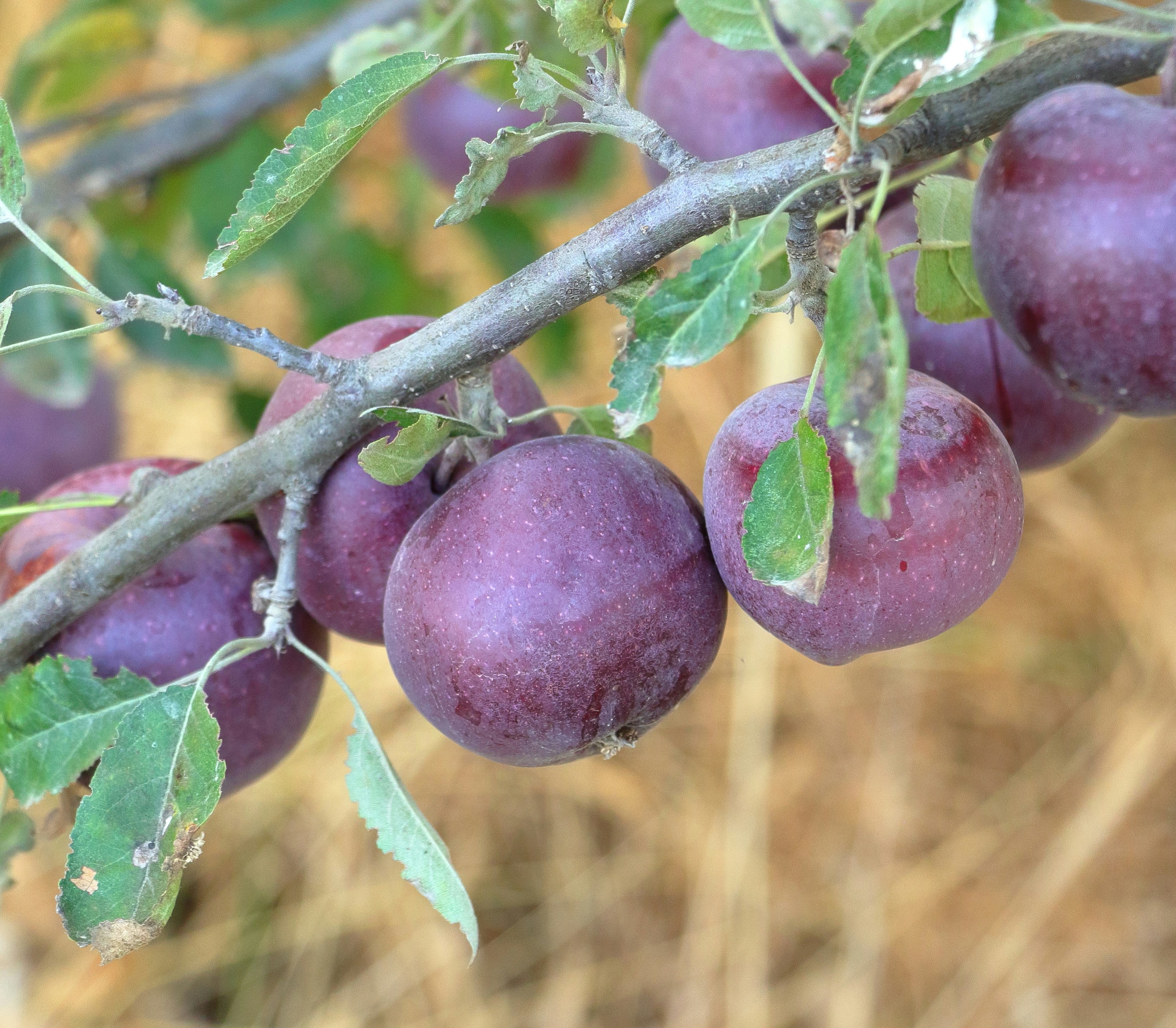 Purple Apple Cluster on a Fruitful Branch
