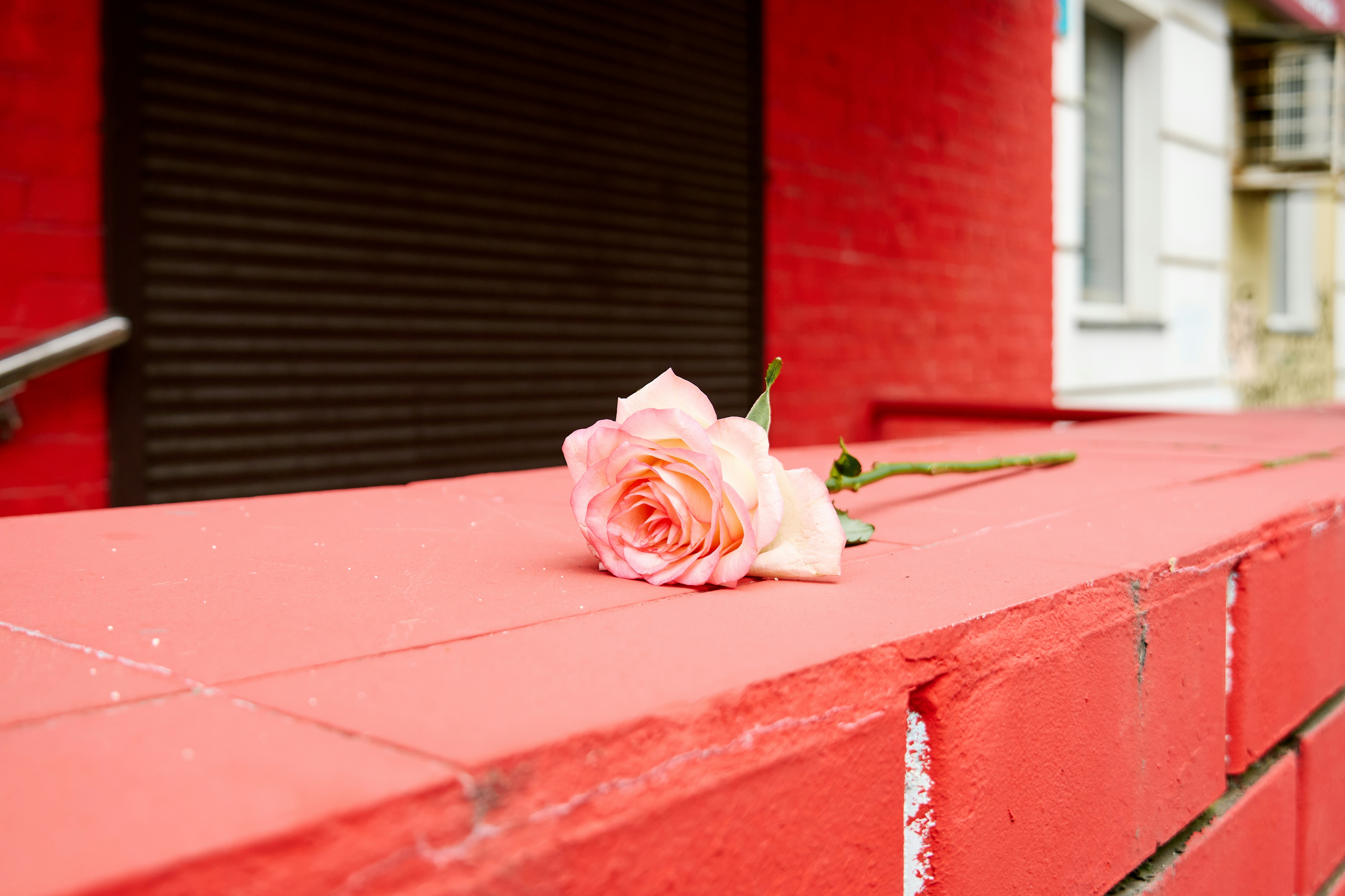 A solitary pink rose rests on a bold red ledge, softened by ambient urban light
