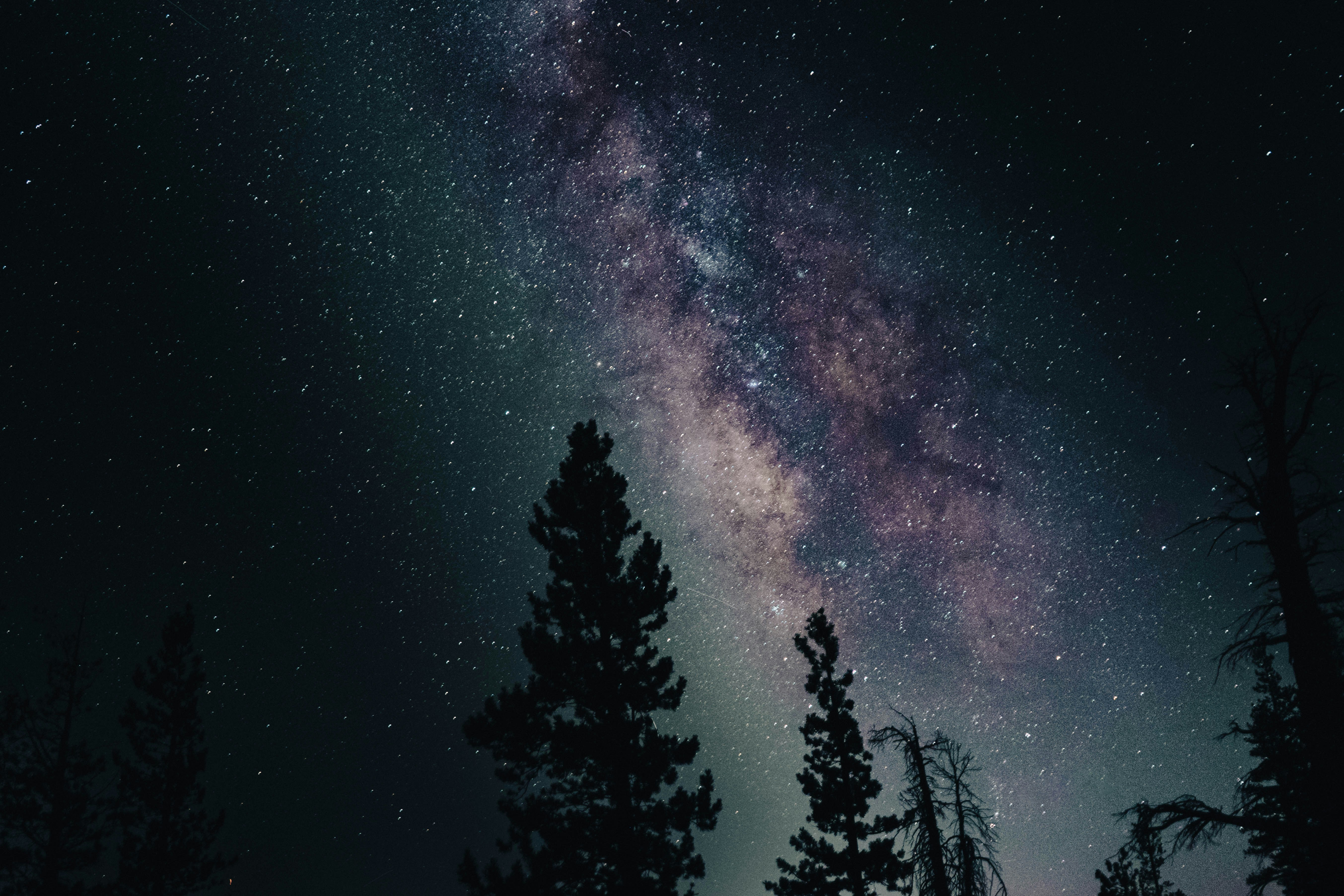 Milky Way Ascendant over Silhouetted Pines