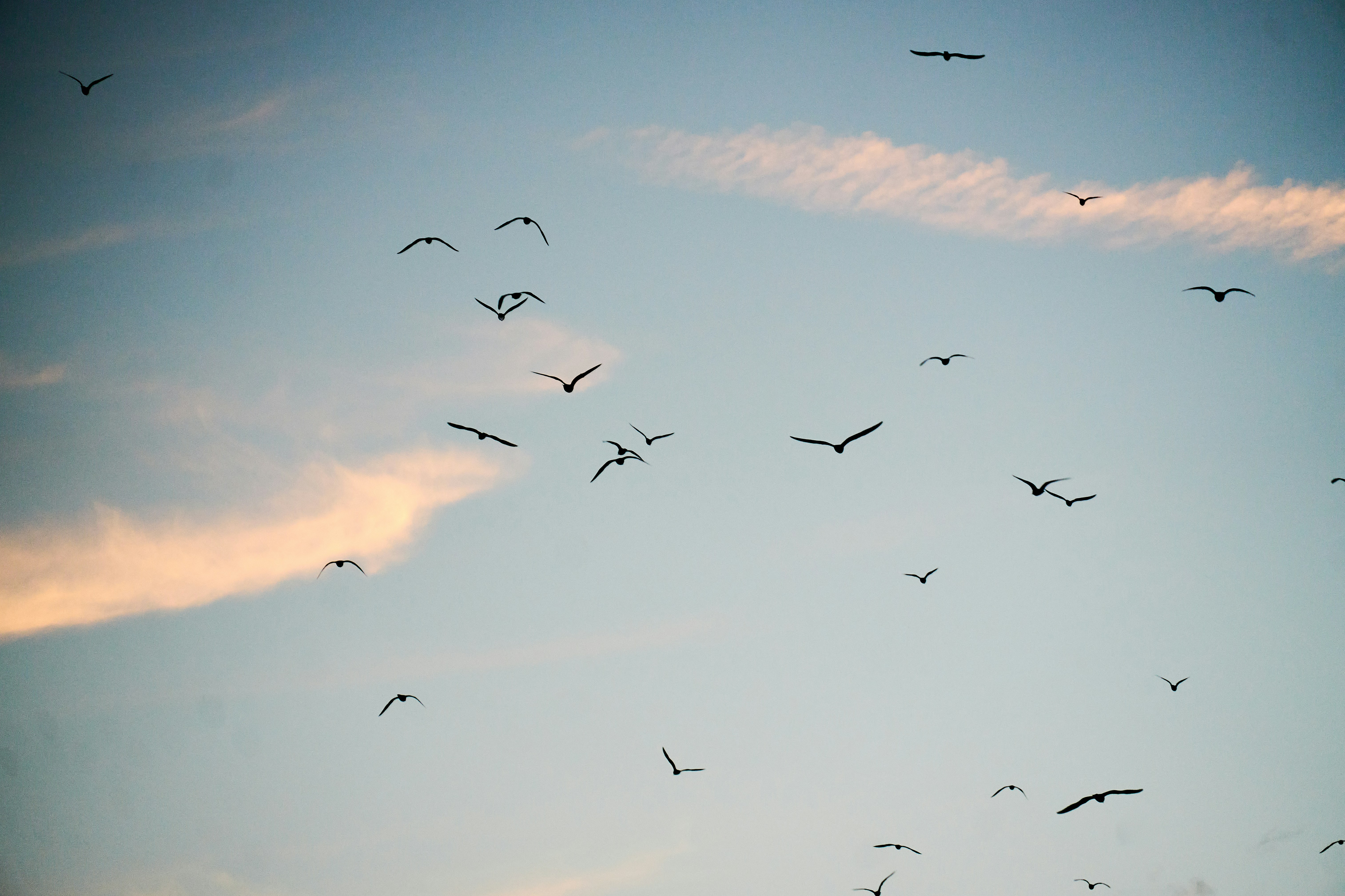 Vagrant V formation: A Slice of Skyful Birds in Dusk-blue