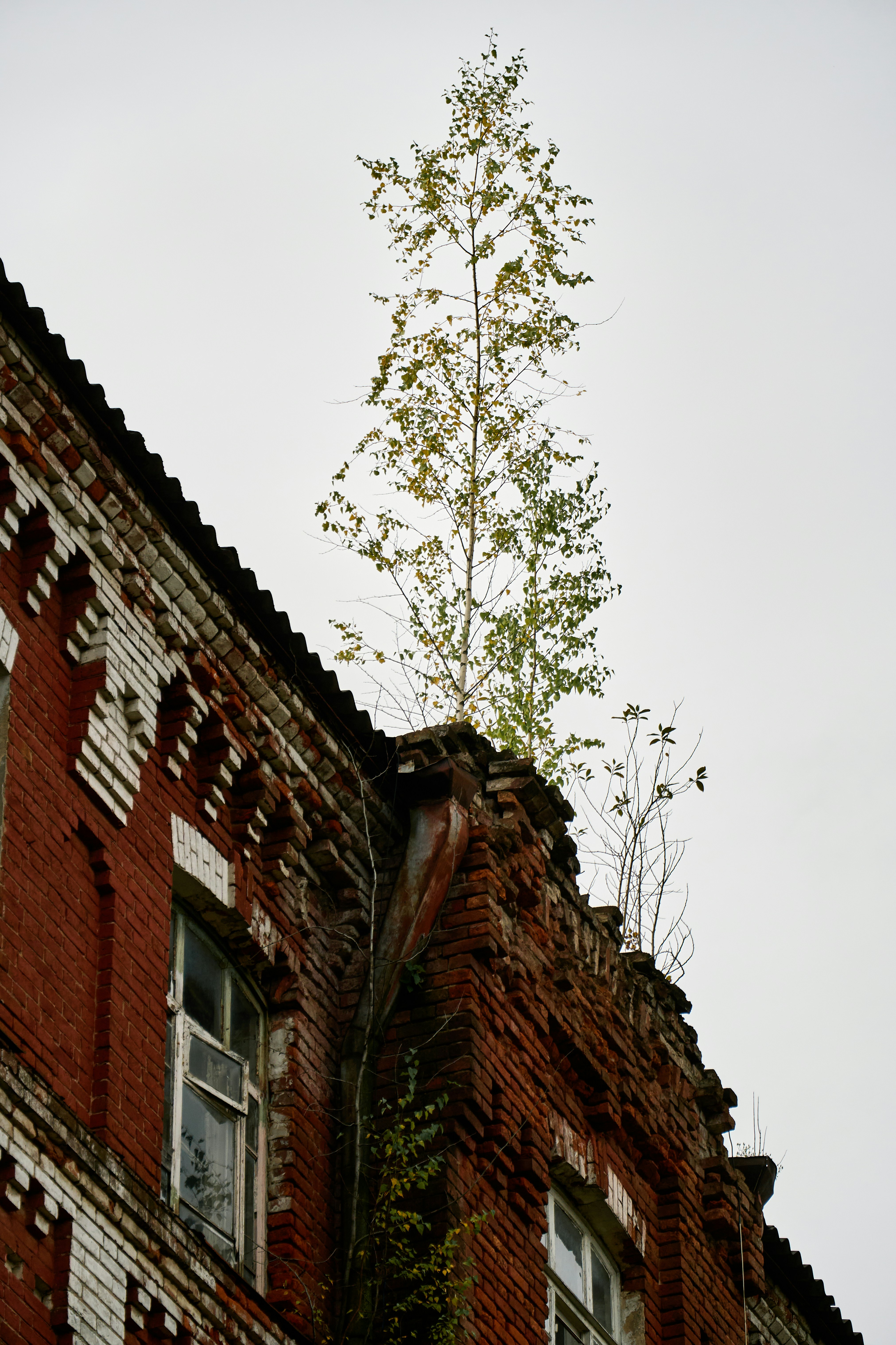 Tall sapling grows atop a crumbling brick building, its slender trunk and sparse leaves contrasting with the decayed structure against a pale sky.